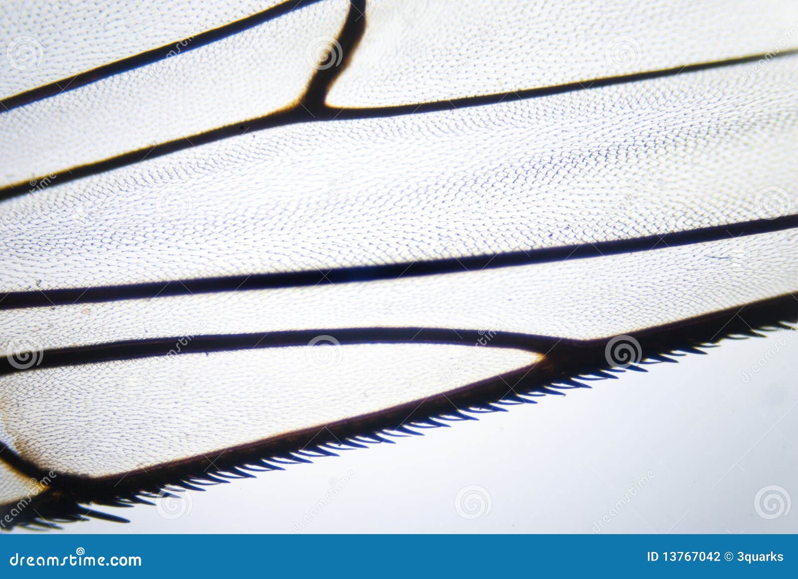 Wing of a fly stock photo. Image of housefly, small, texture - 13767042