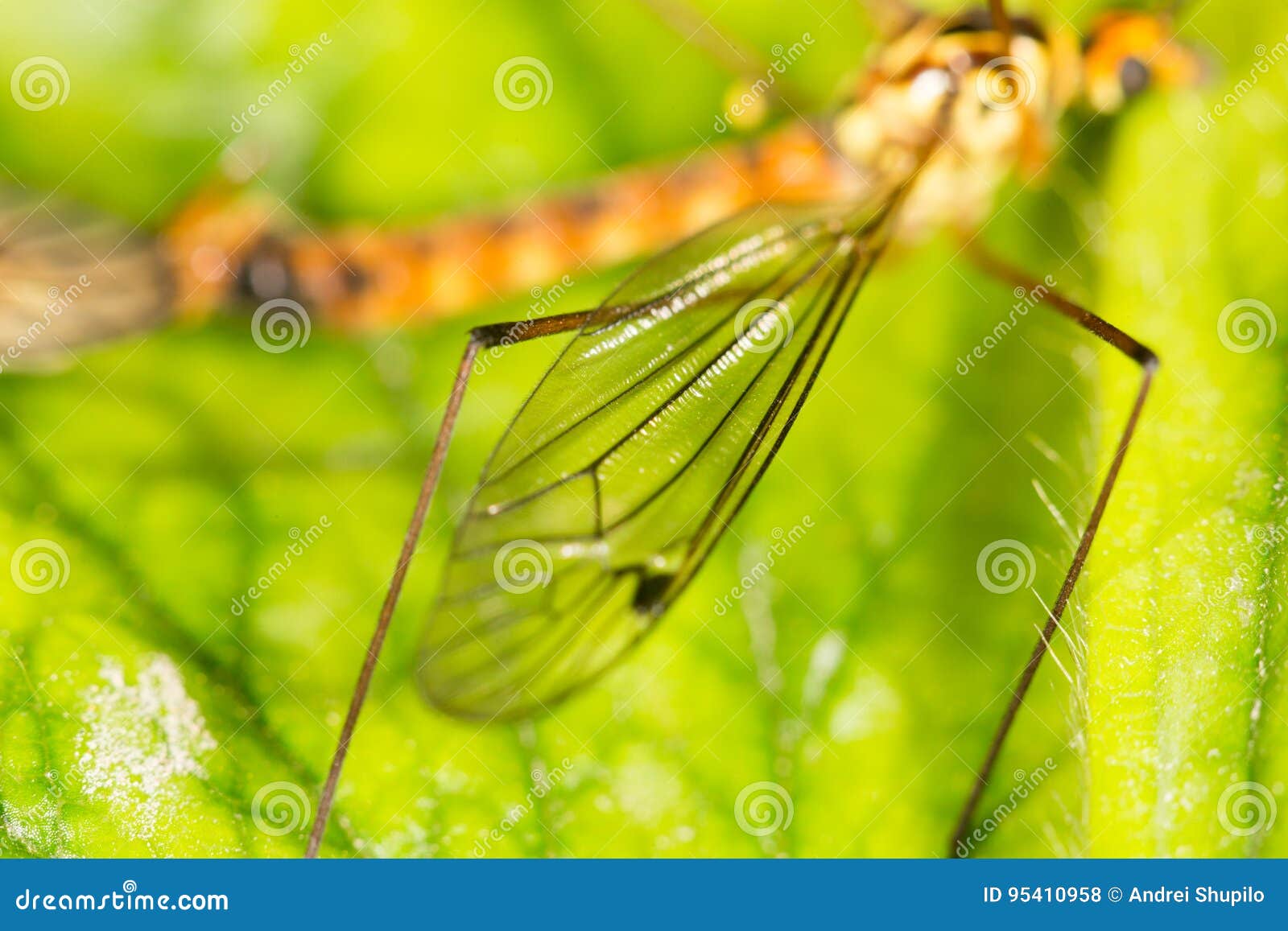 The Wing of a Mosquito. Close Stock Photo - Image of insect, leaf: 95410958