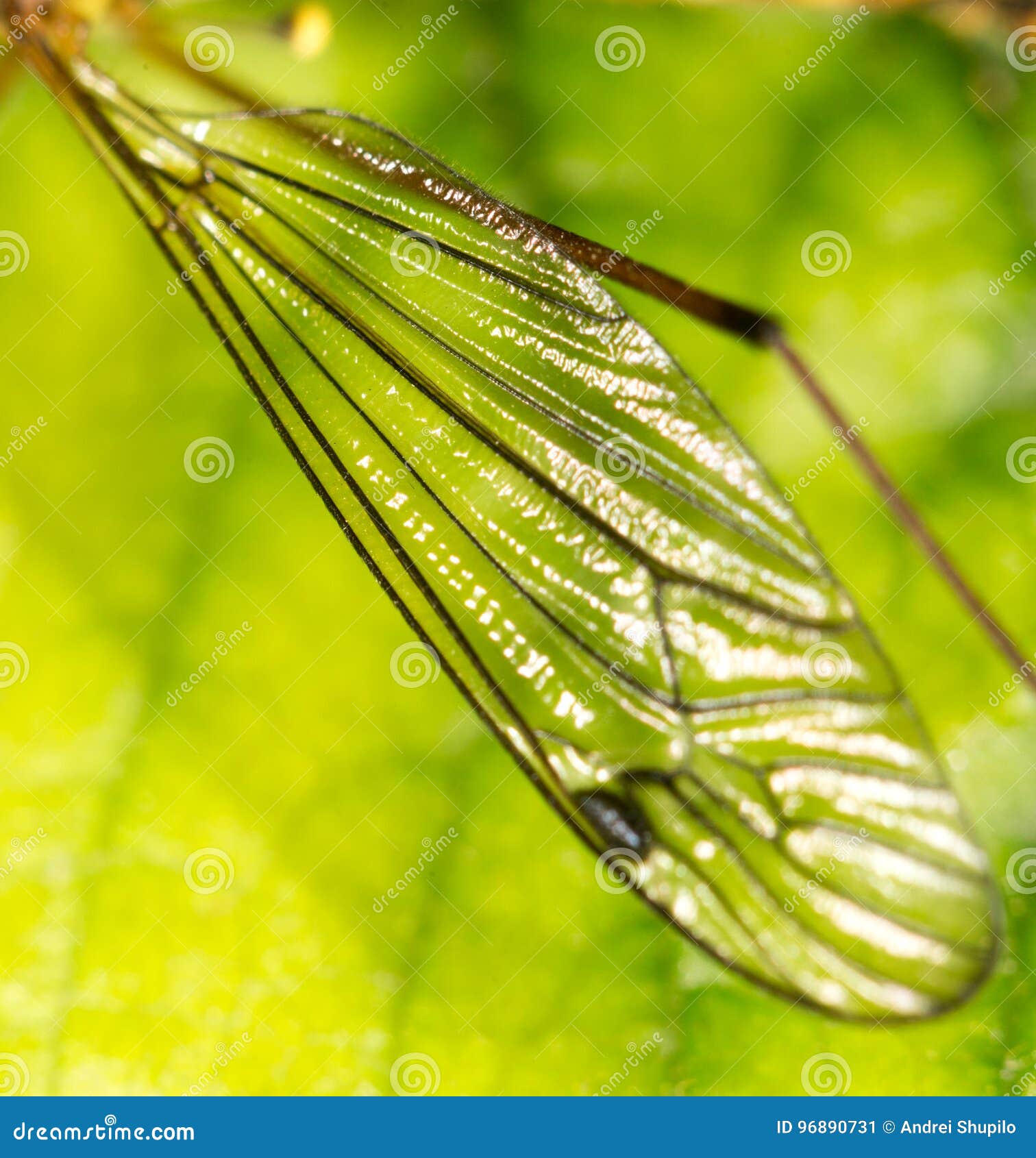 The Wing of a Mosquito. Close Stock Image - Image of nuisance, eyes ...