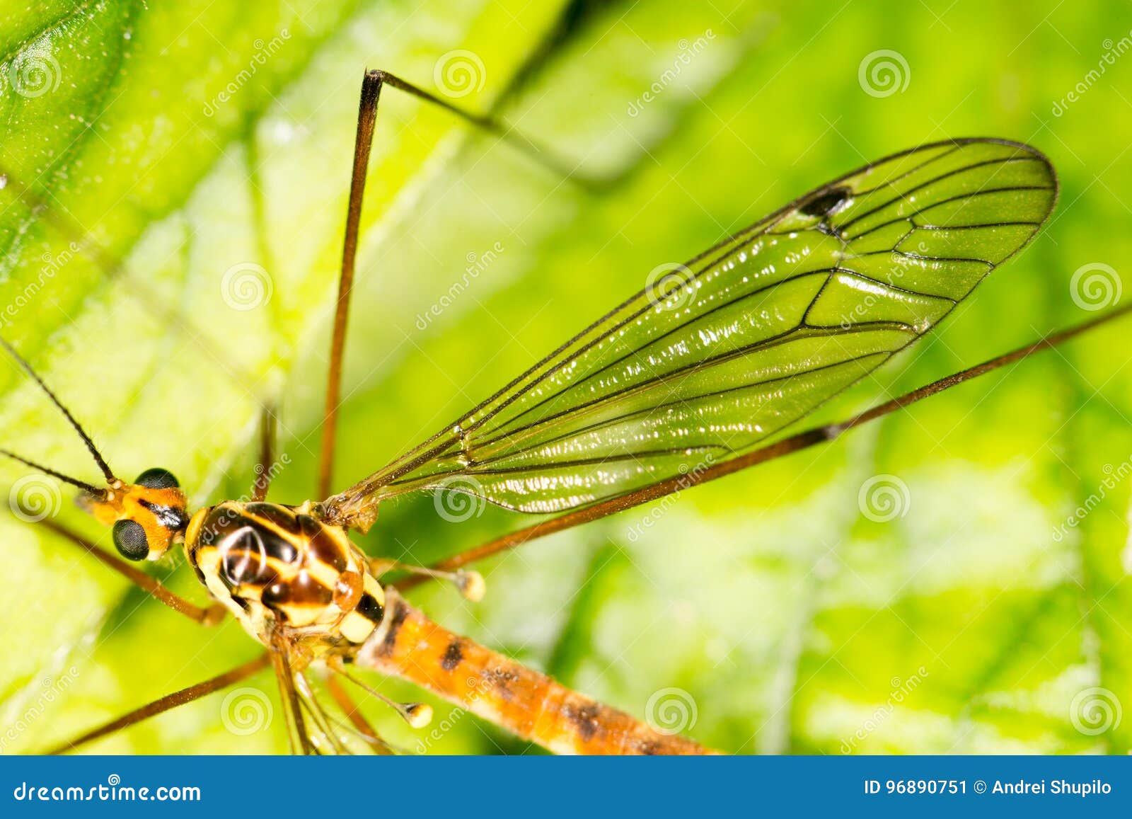 The Wing of a Mosquito. Close Stock Image - Image of mosquito, eyes ...