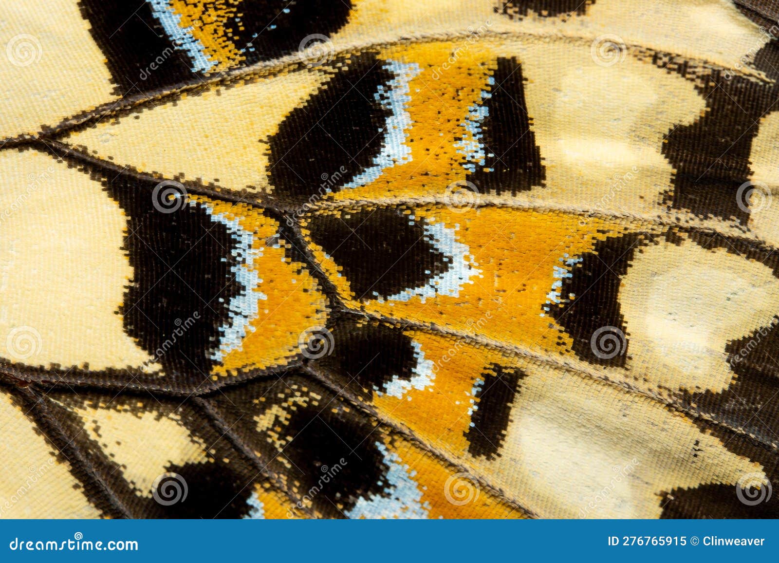 Wing Pattern of a Butterfly Stock Image - Image of patterned, scale ...