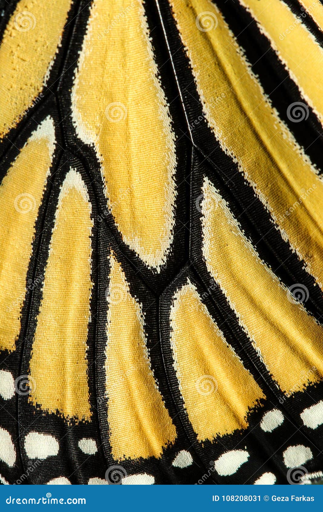 Wing Pattern of Monarch Butterfly Stock Image - Image of danaus, animal ...