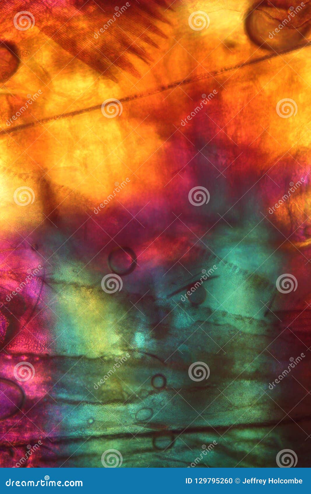 Abstract Micrograph of a Moth Dissection with Wing Parts. Stock Photo ...