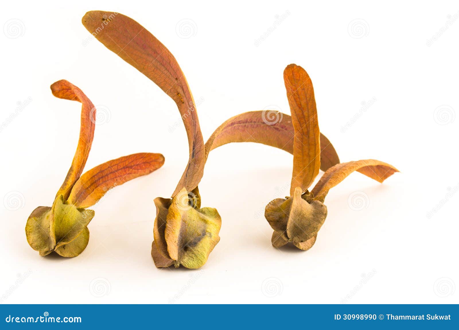 Wing seed stock photo. Image of helicopter, dipterocarpus - 30998990