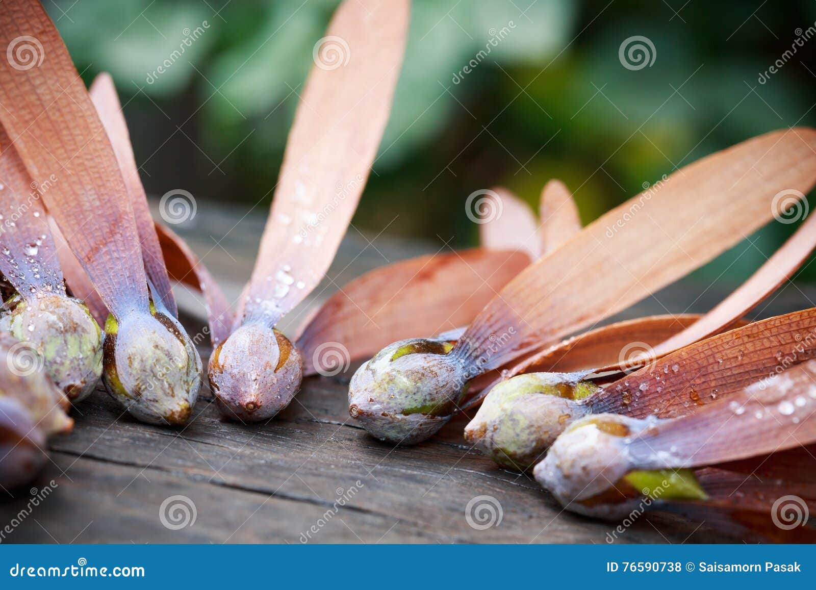 Wing seeds on wooden stock photo. Image of wind, color - 76590738