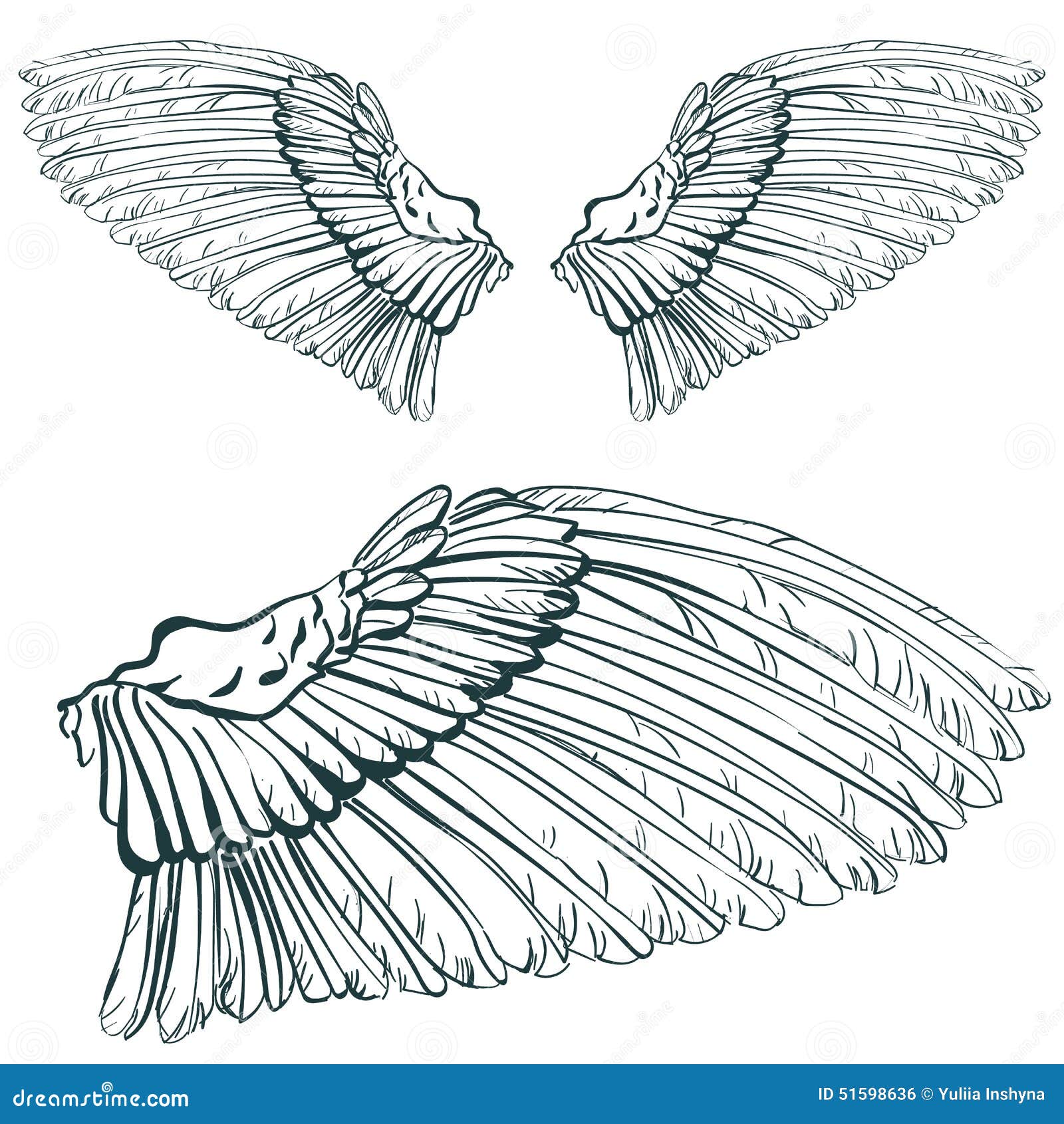 Wing sketch stock vector. Illustration of flight, natural - 51598636