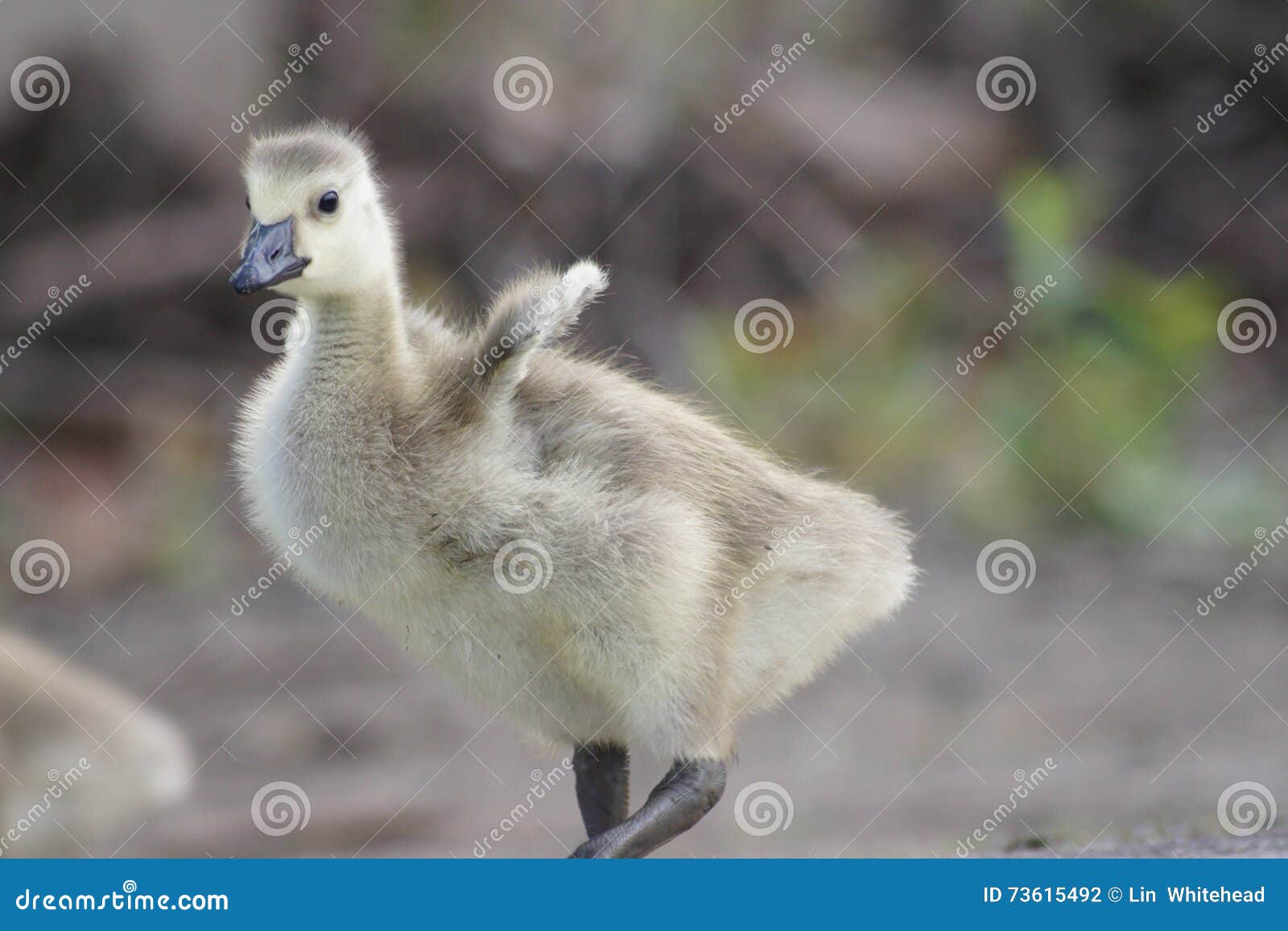 Wing Up stock photo. Image of goose, wildlife, wild, cute - 73615492