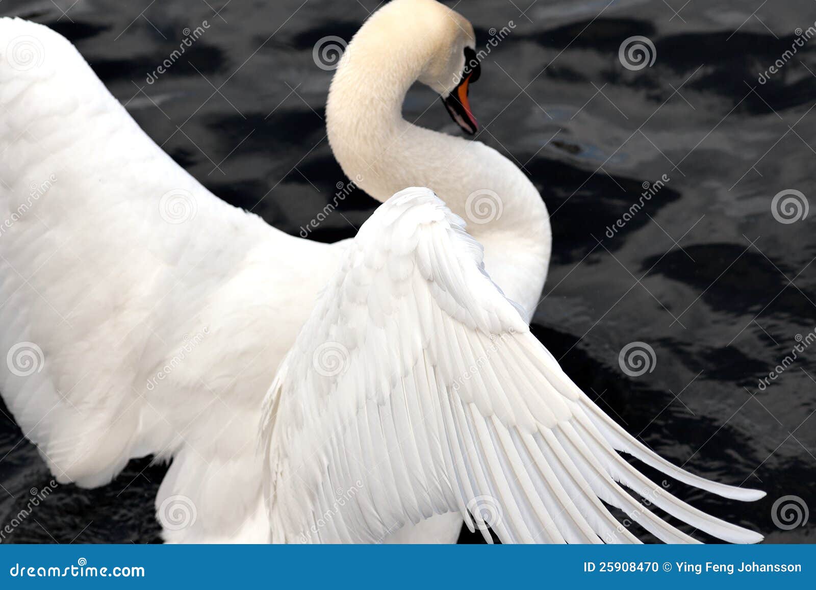 Wing of white swan stock photo. Image of lake, water - 25908470