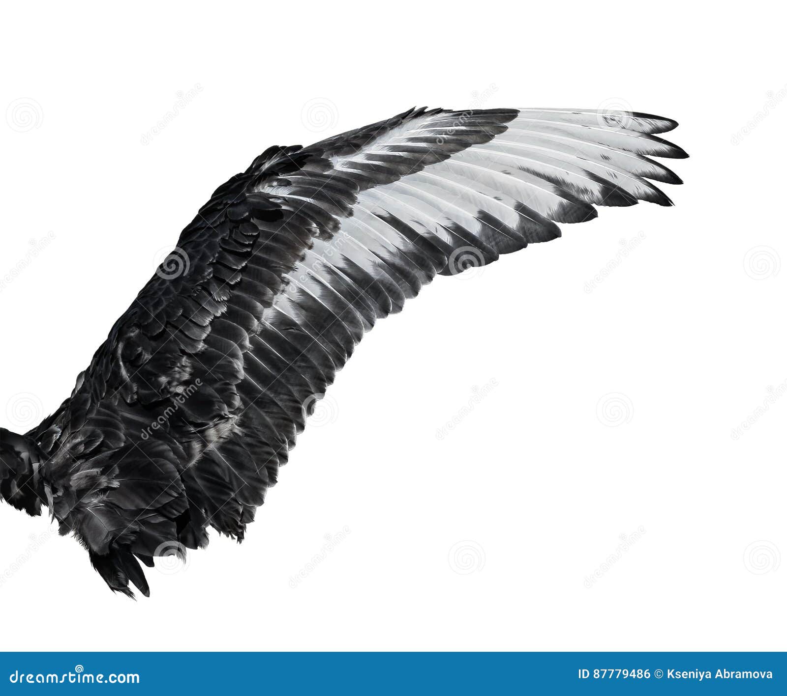 Wing of Young Black Swan. Isolated on White Background. Stock Photo ...