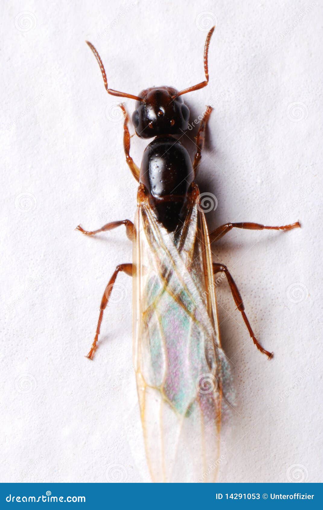 Winged Ant stock image. Image of blend, colony, head - 14291053