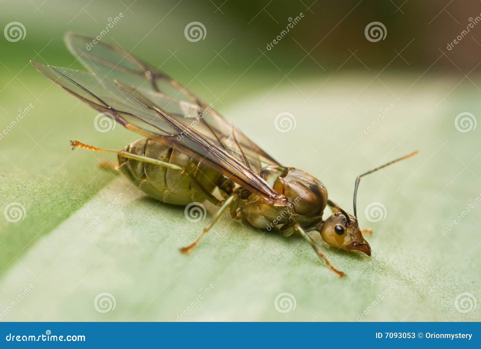 A winged ant stock image. Image of brown, leaf, park, wildlife - 7093053