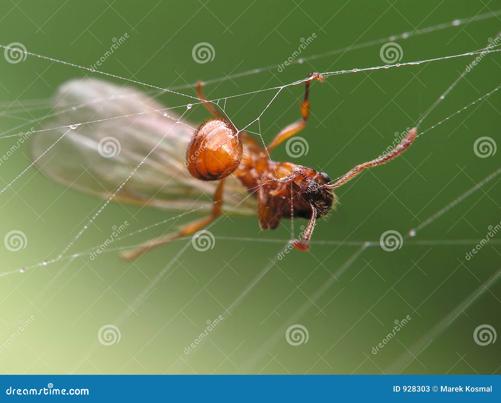 Winged ant stock image. Image of plant, nature, close, relations - 928303