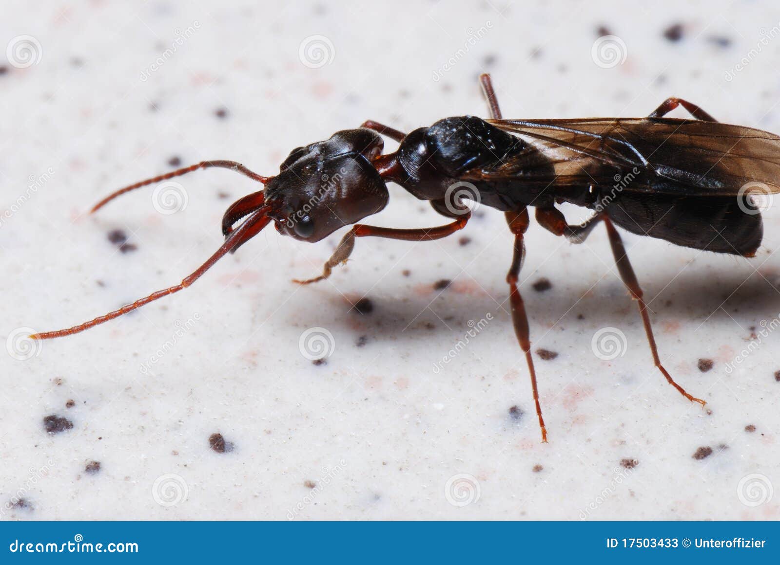 Winged Ant with Mandibles stock image. Image of evolution - 17503433