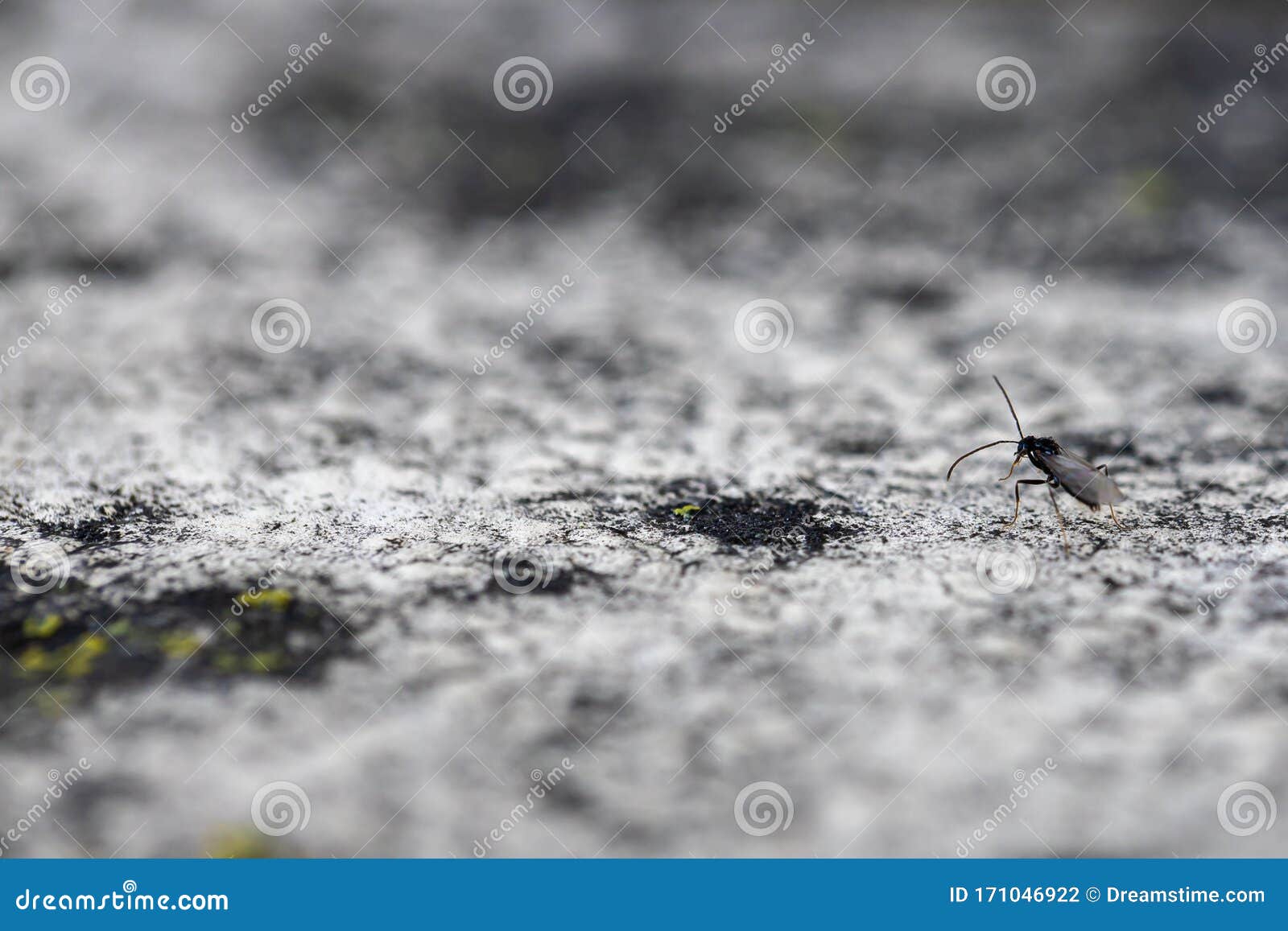 Winged ant on a rock stock photo. Image of winged, insect - 171046922