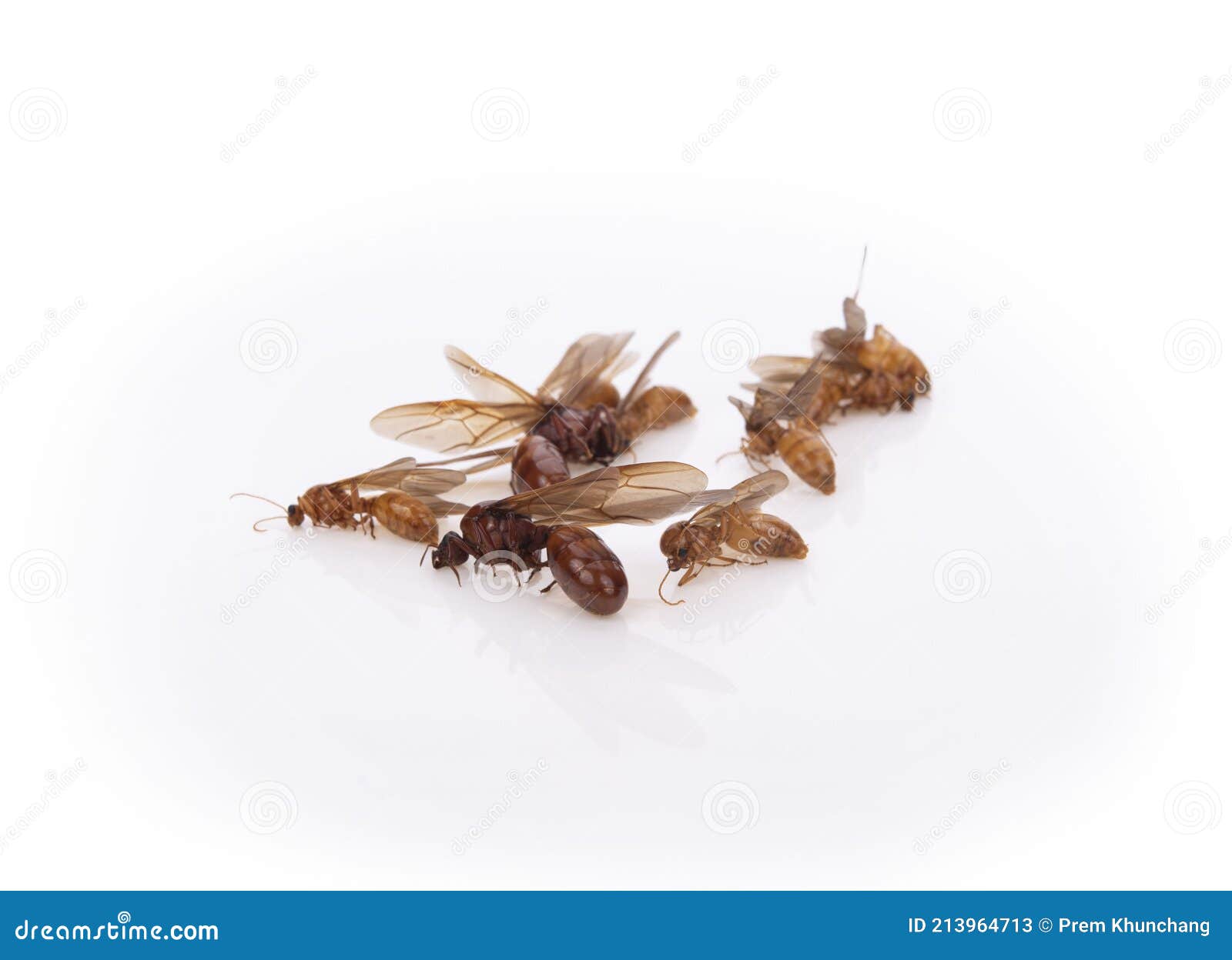 Winged Ants On The Ground Outside The Anthill Ready To Fly And ...