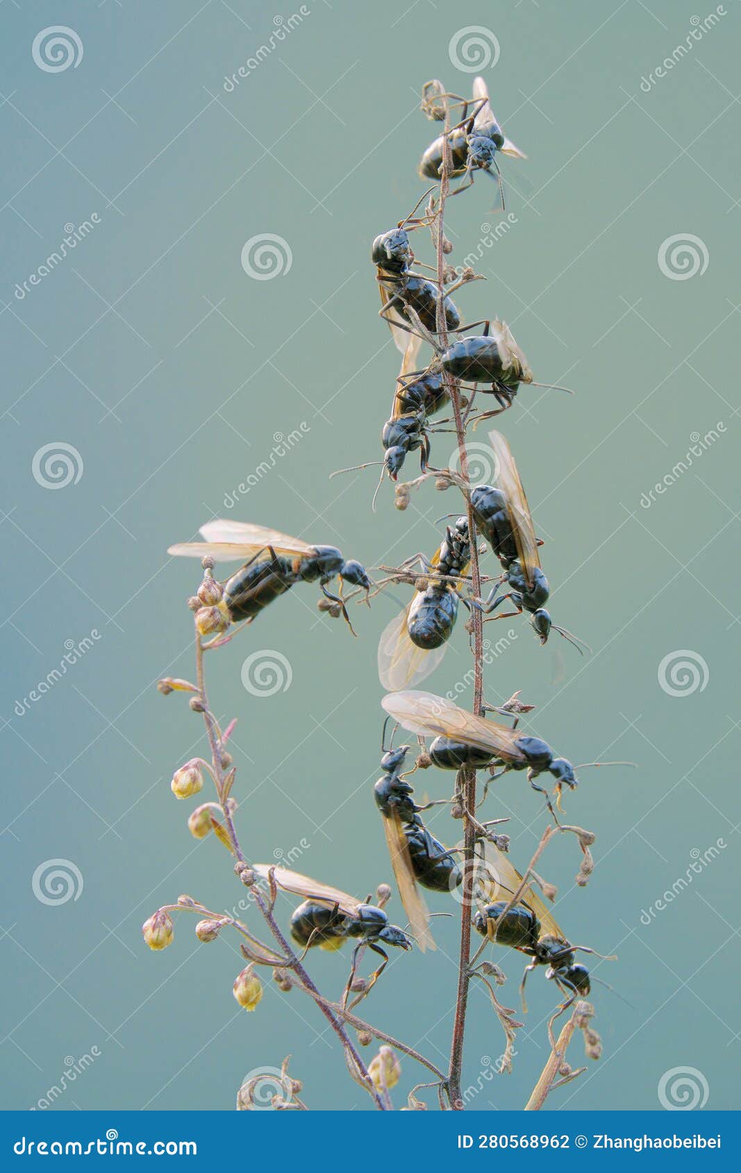 Winged Ants Isolated On White Background Royalty-Free Stock Photo ...