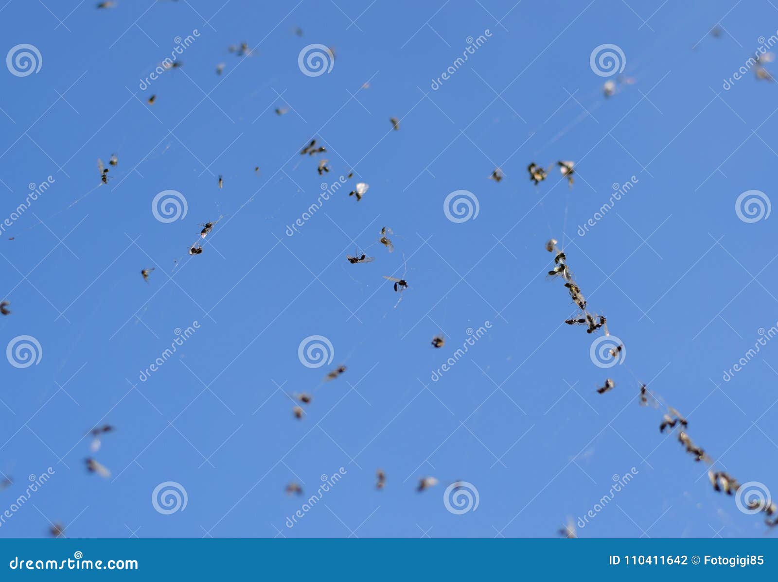 Winged Ants in the Web. Caught by a Cobweb of Ants. Stock Photo - Image ...