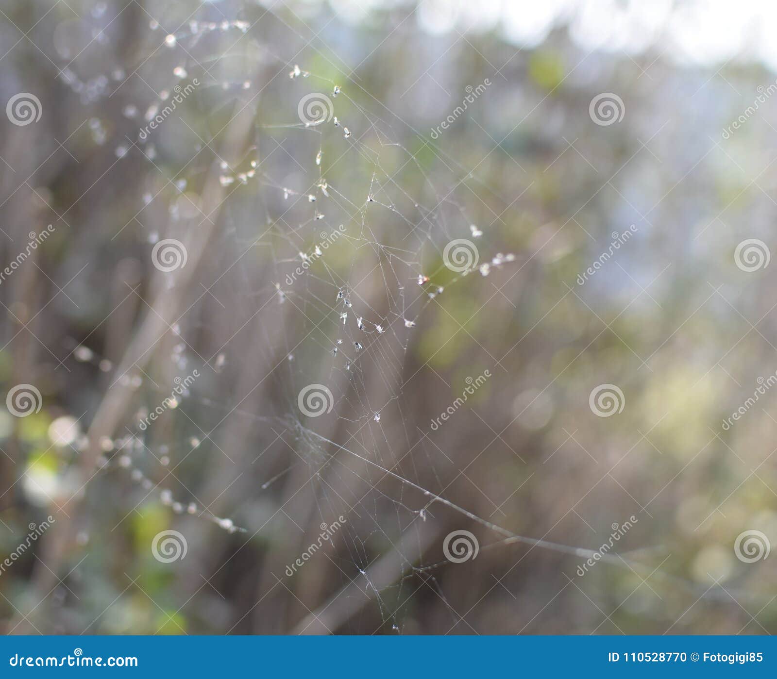 Winged Ants in the Web. Caught by a Cobweb of Ants. Stock Photo - Image ...