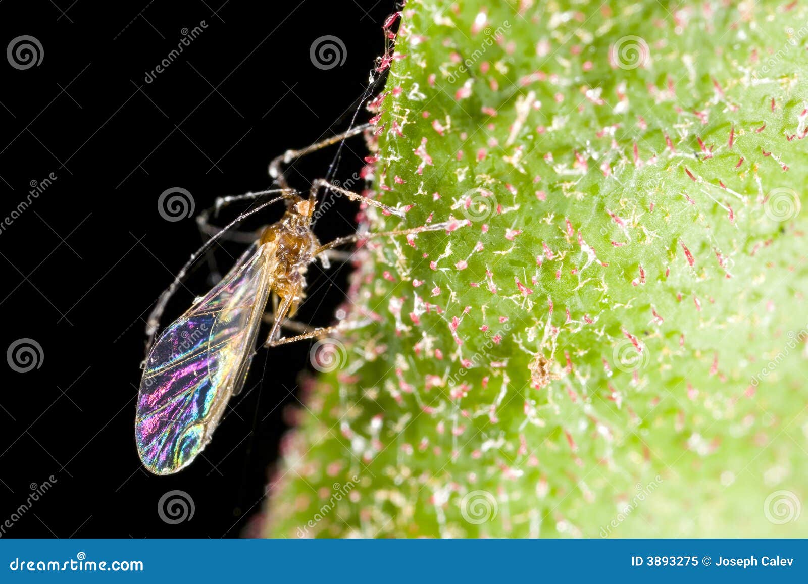 Winged aphid on leaf stock image. Image of garden, antenna - 3893275