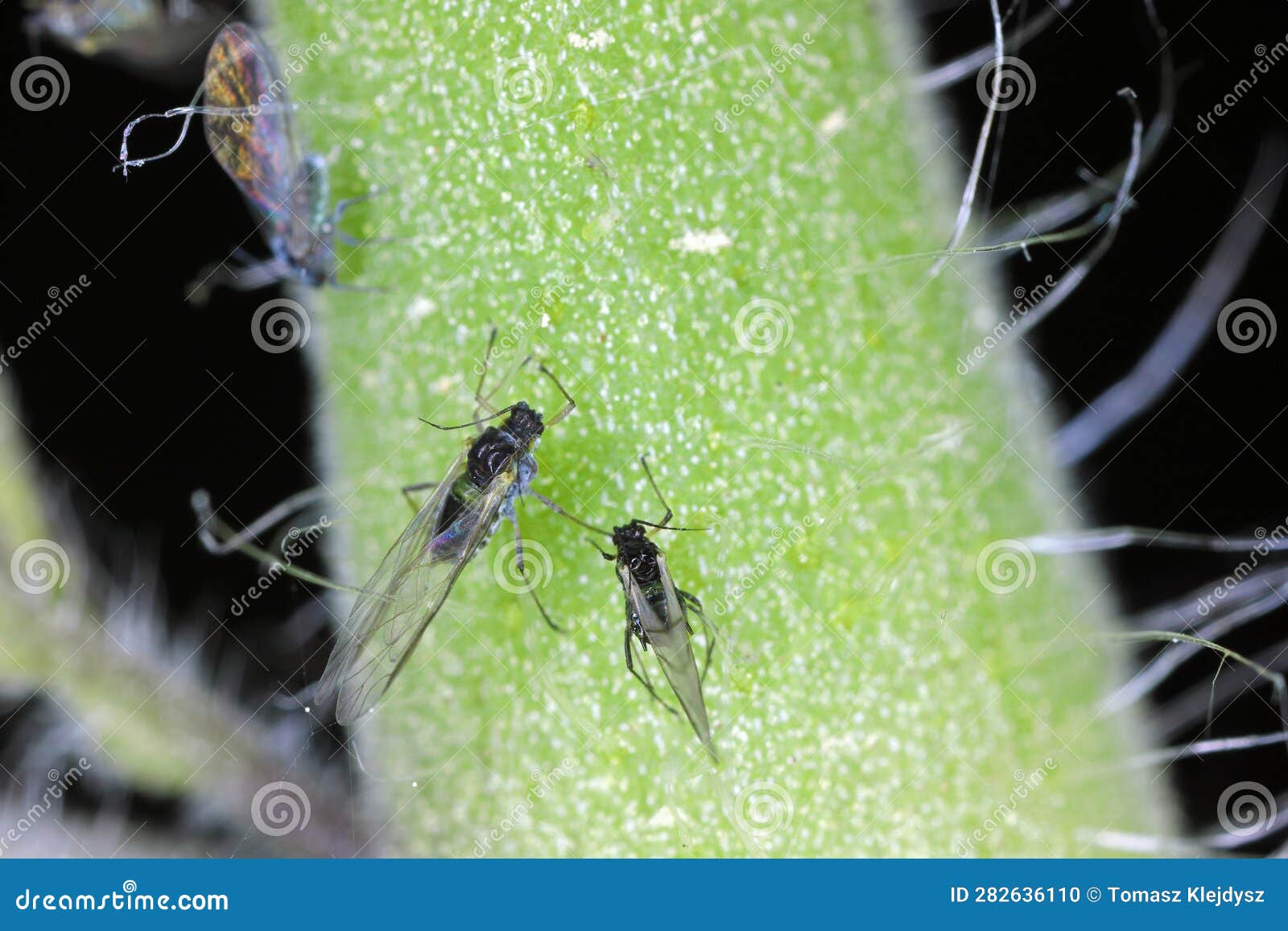 Winged Aphids on a Tomato Plant in the Garden. Pests of Vegetables in ...