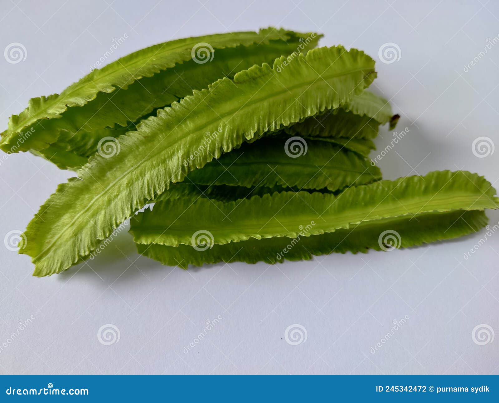 Winged Bean is a Creeping Member of the Fabaceae Tribe. Stock Photo ...