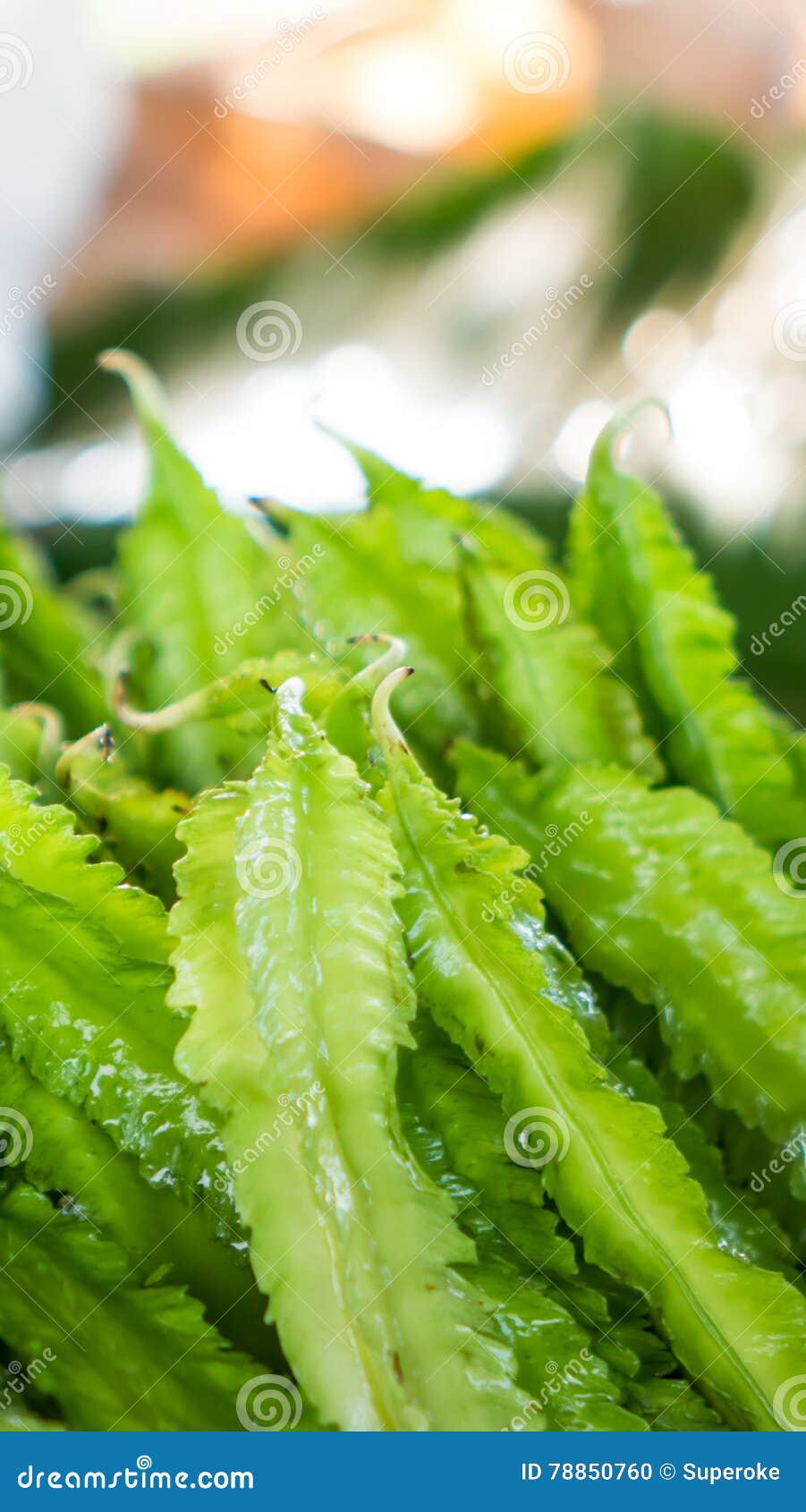 Winged bean in the field stock photo. Image of nutrition - 78850760