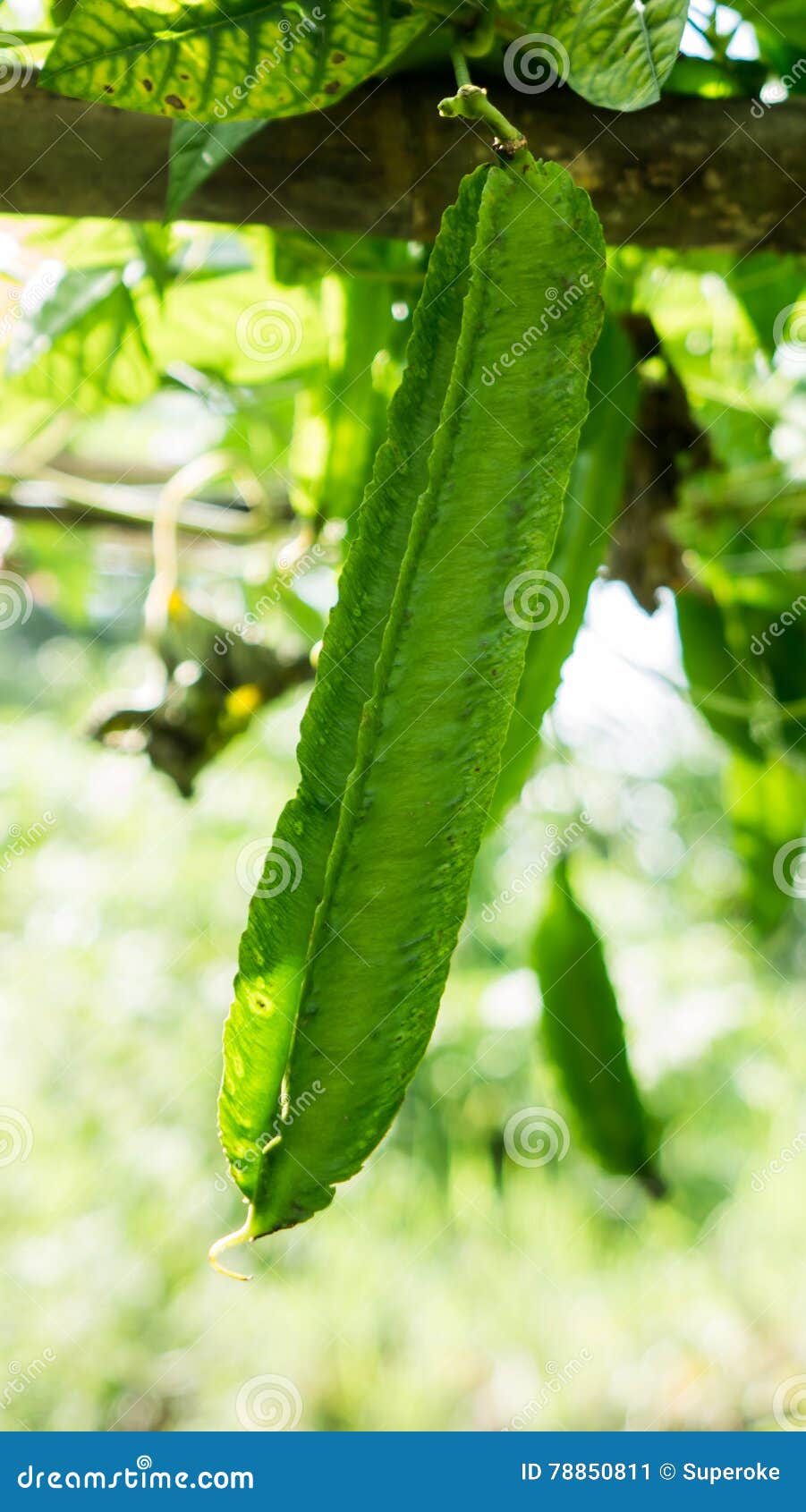 Winged bean in the field stock image. Image of four, legume - 78850811