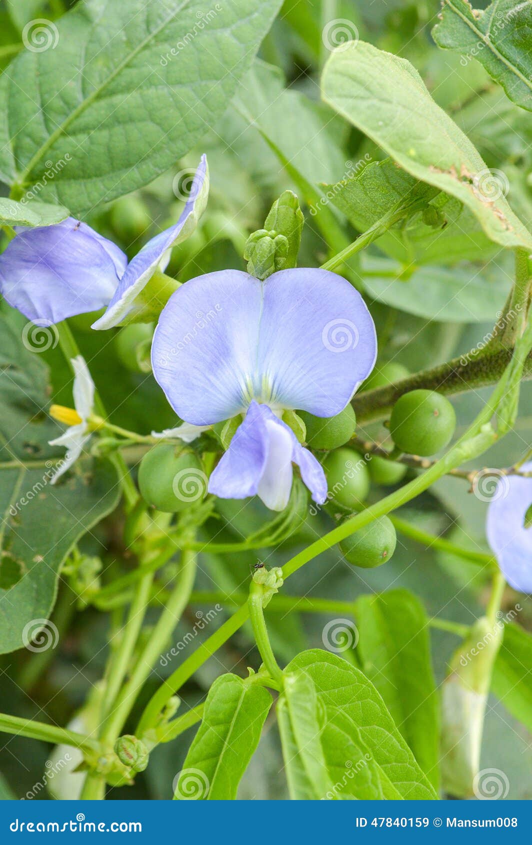 Winged bean flower stock image. Image of flower, vegetable - 47840159