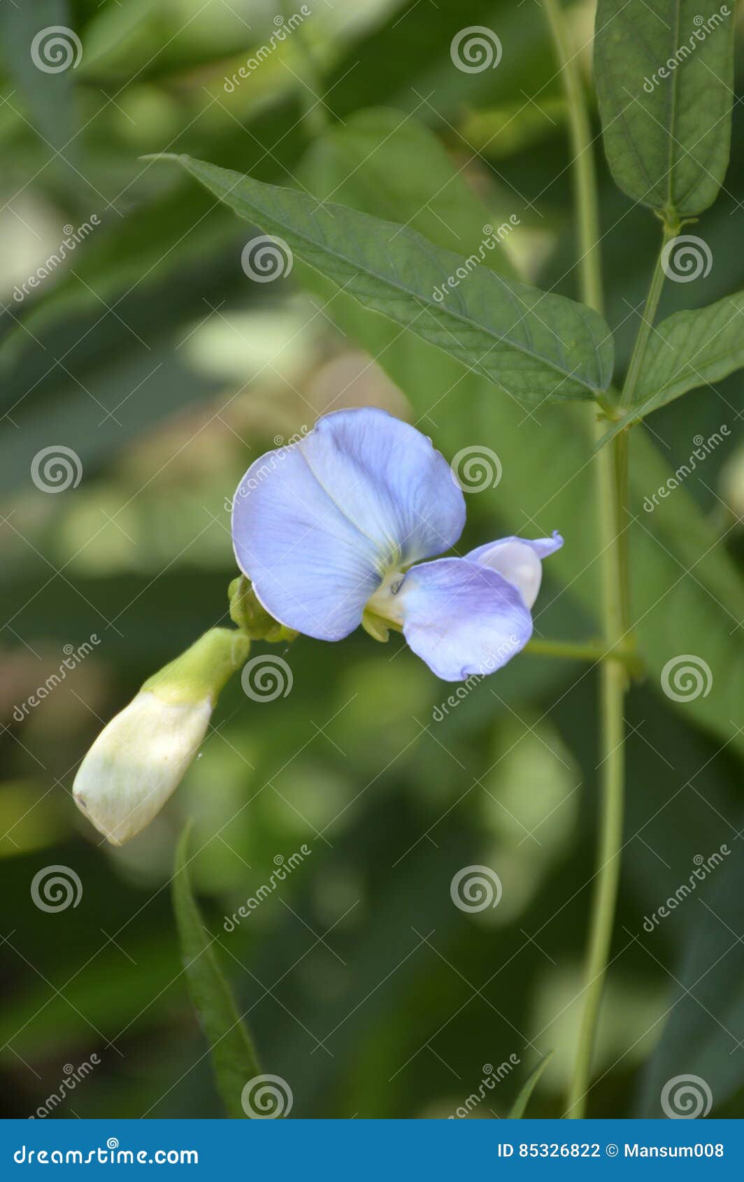Winged bean flower stock photo. Image of creeper, vine - 85326822