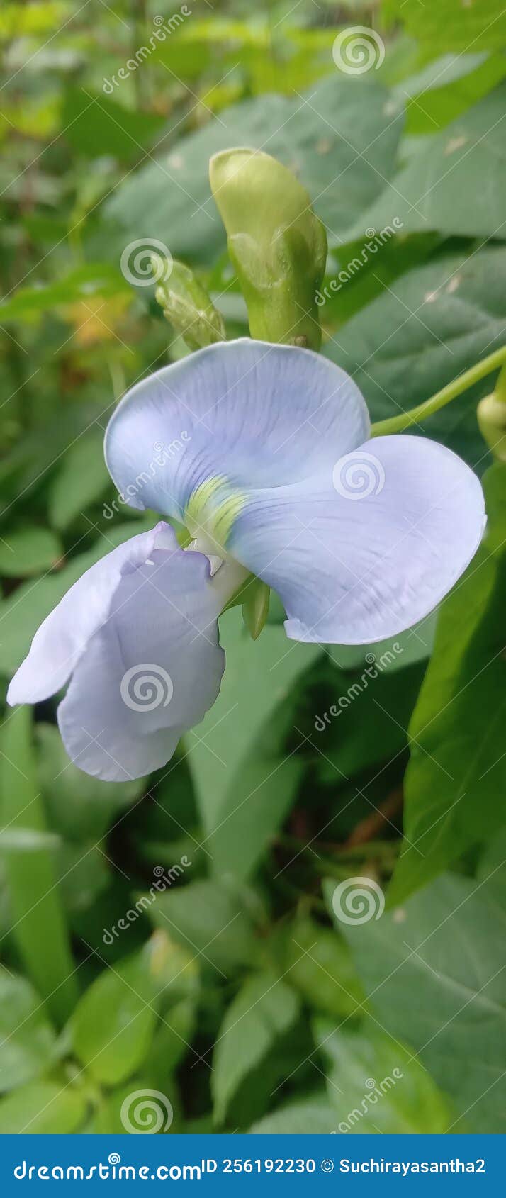Winged Bean Flower in Sri Lanka. Stock Photo - Image of bean, lanka ...