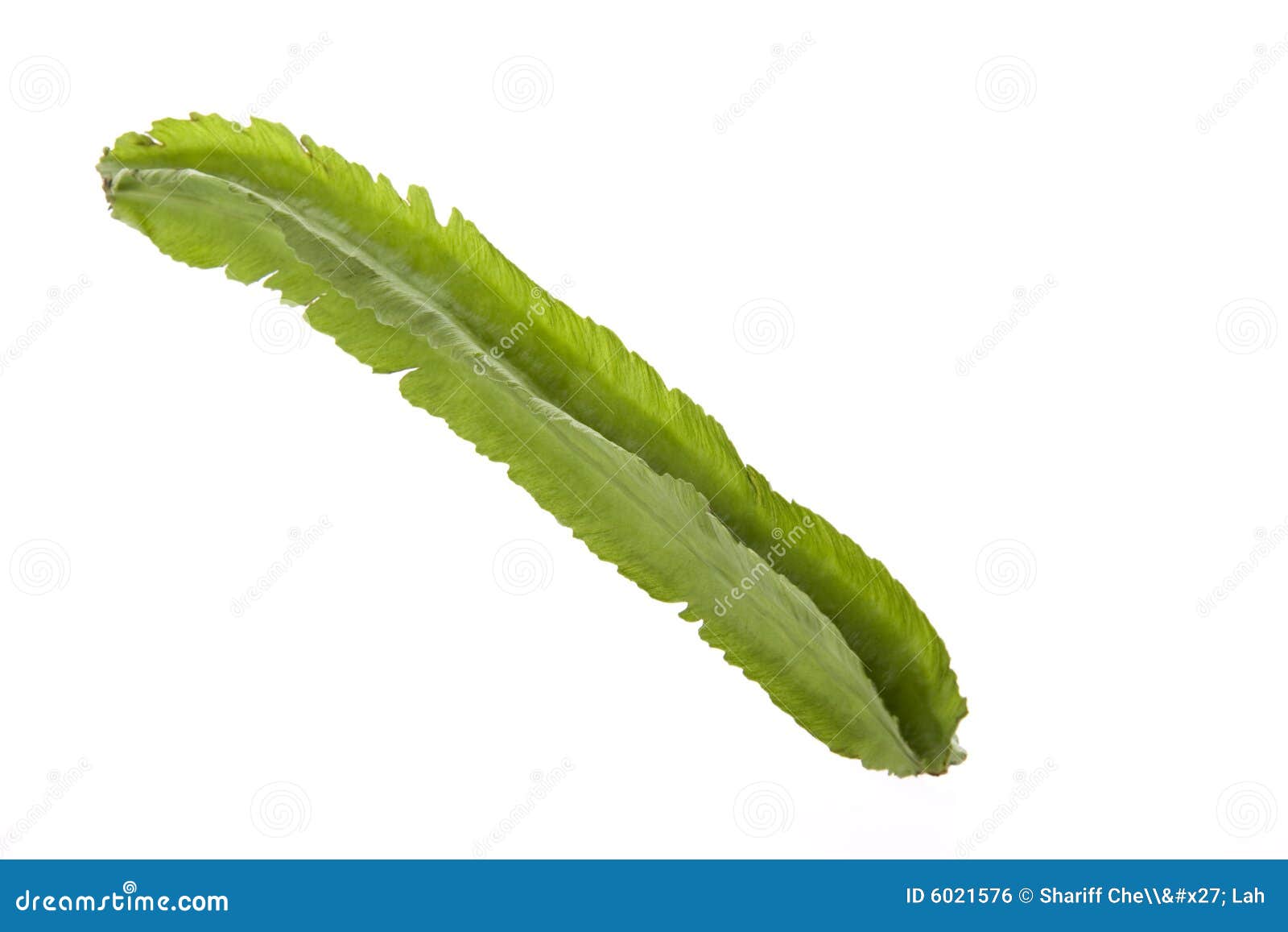 Winged Bean, Goa Legume stock photo. Image of psophocarpus - 6021576