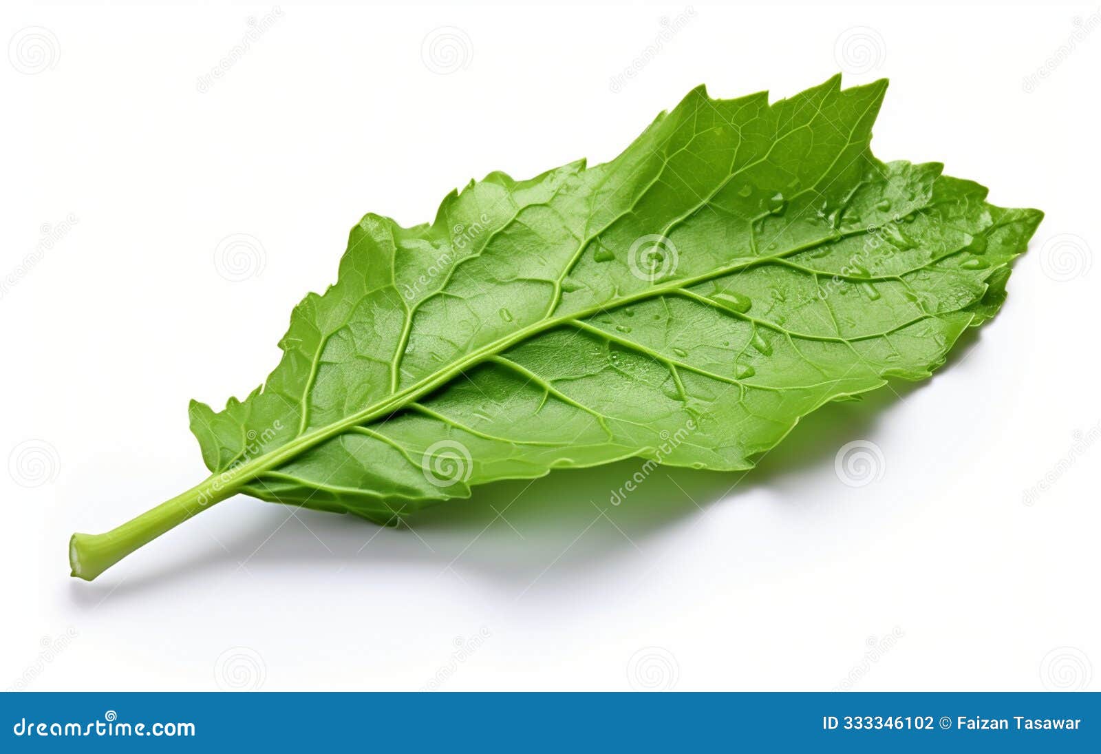 Winged Bean Psophocarpus Tetragonolobus , Medicinal Plant Vector ...