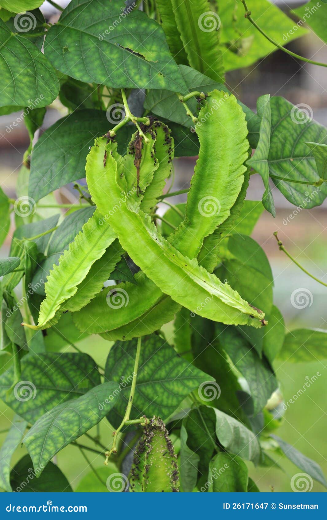Winged Bean Plant stock image. Image of pods, bean, wing - 26171647