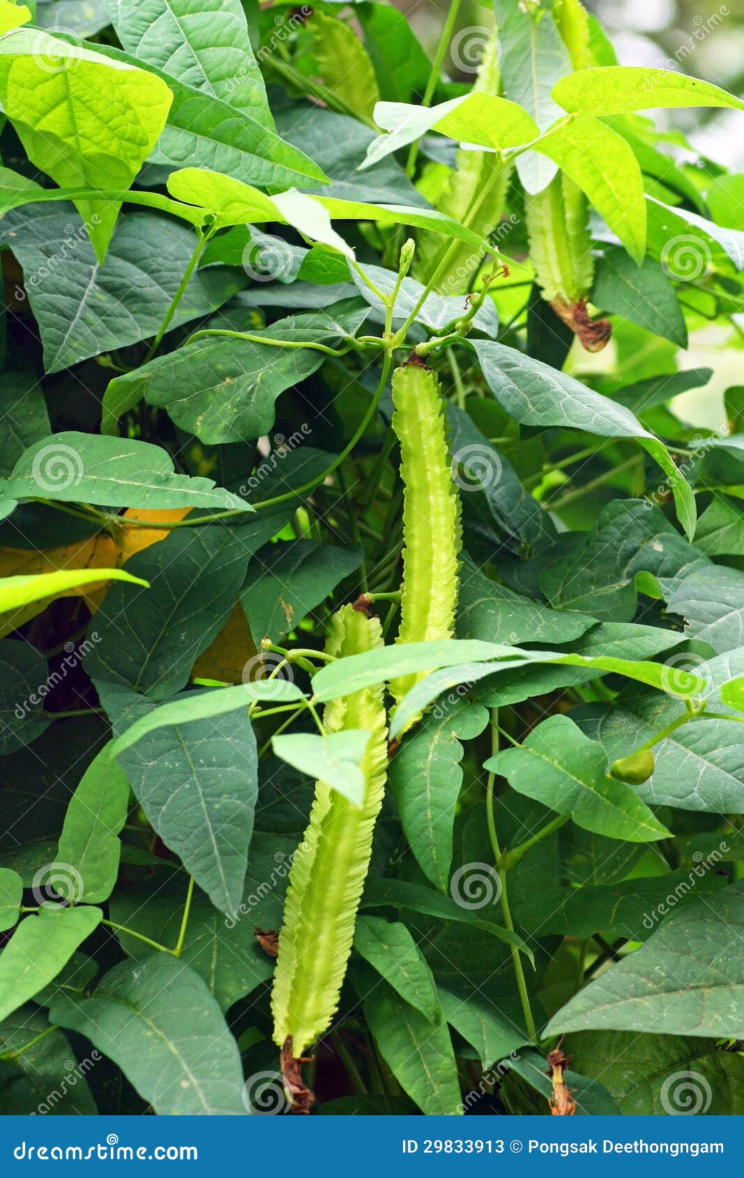 Winged Bean Plant stock image. Image of chamber, detail - 29833913