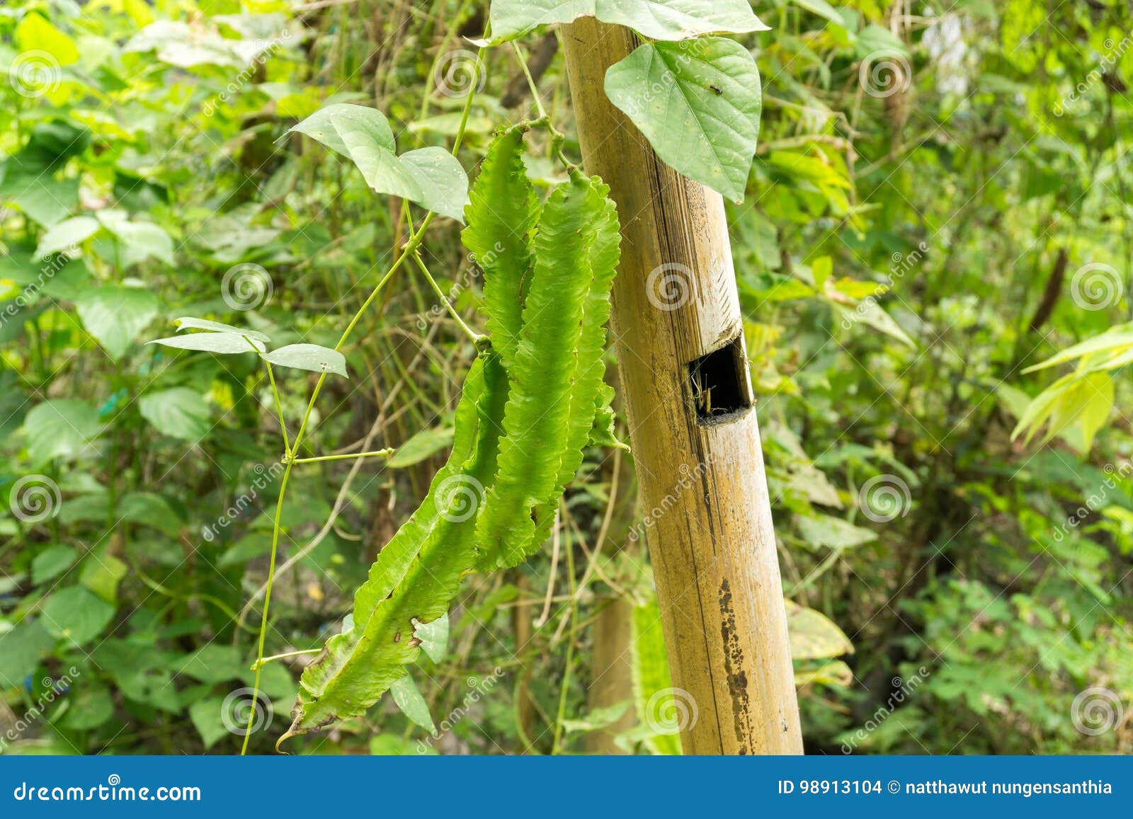 Bean Plant Stock Photos - Royalty Free Stock Images