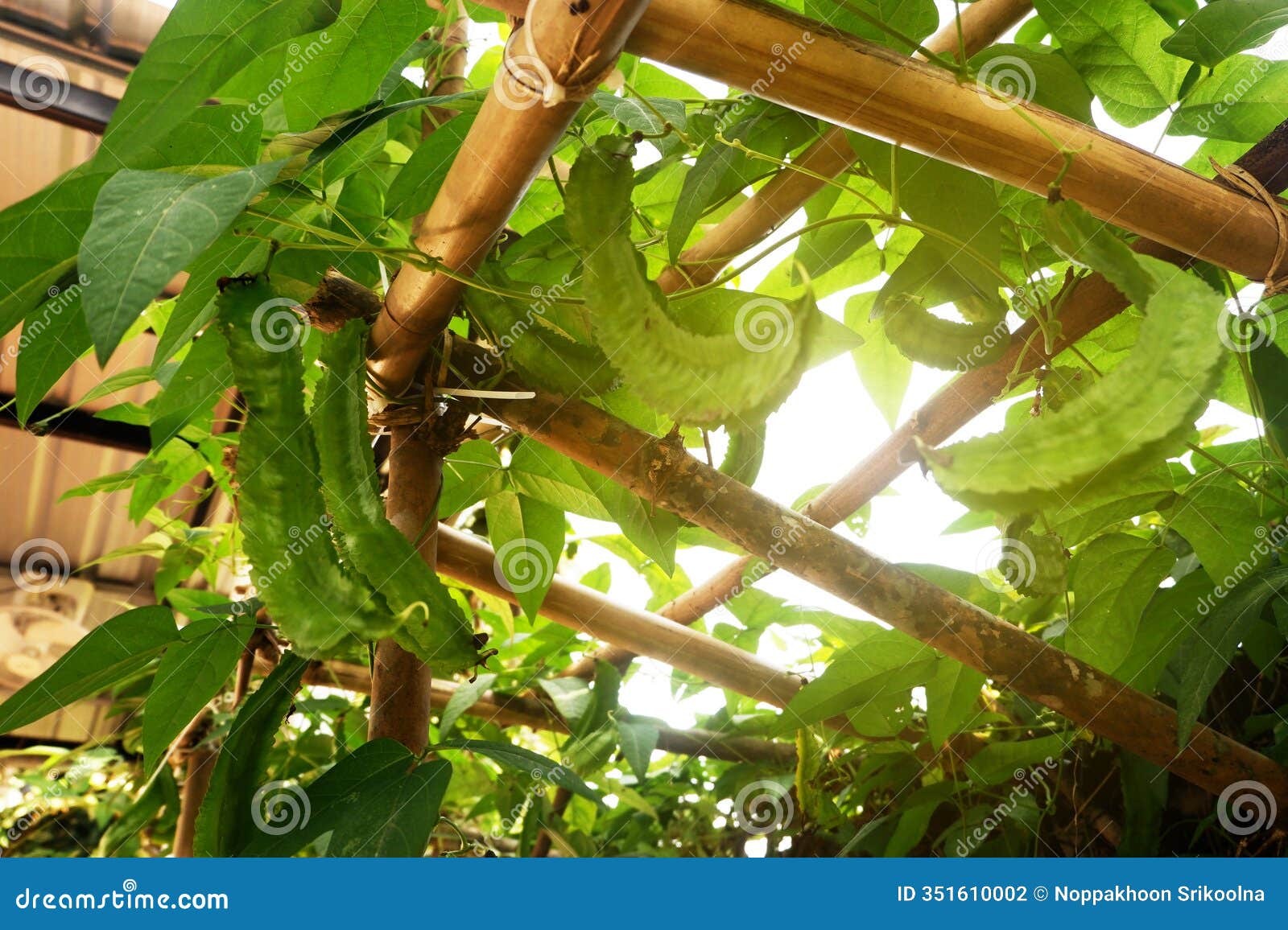 Winged Bean Plant Growing on Bamboo Trellis in a Garden Stock Photo ...