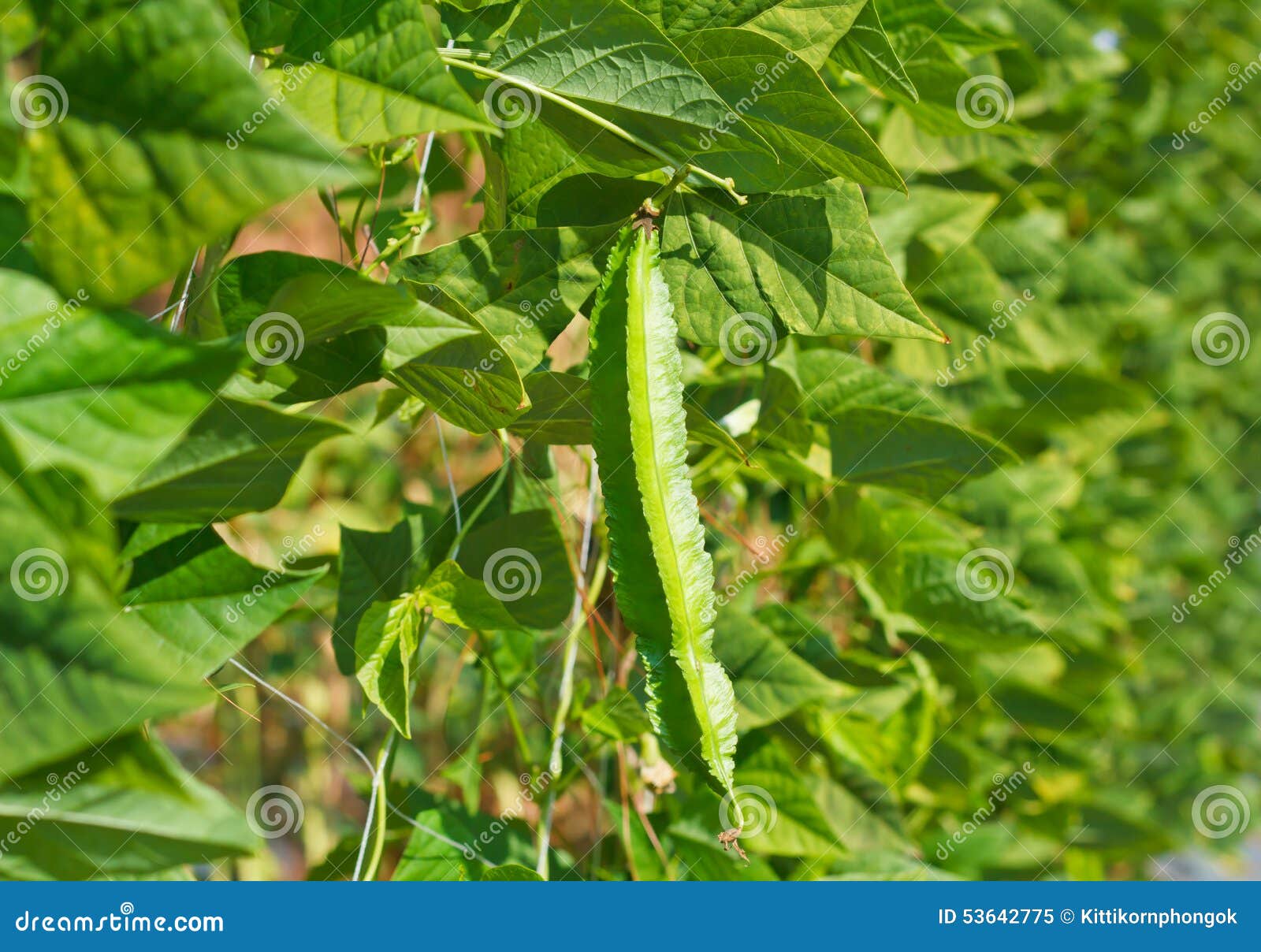 Winged Bean Plant. stock image. Image of harvest, organic - 53642775