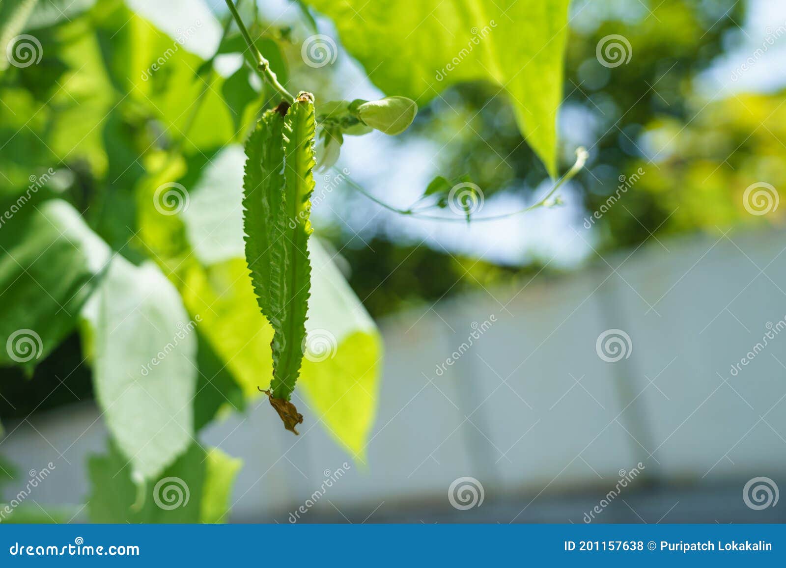 Winged bean pods stock photo. Image of garden, nature - 201157638