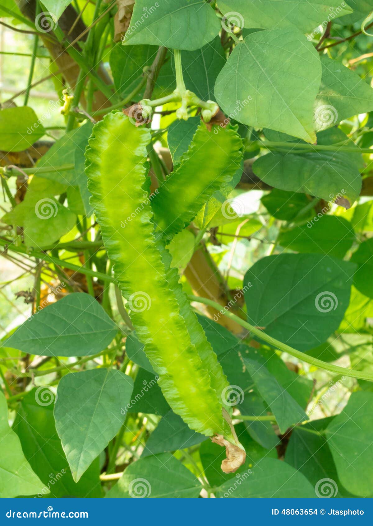Winged Bean stock photo. Image of seed, young, harvest - 48063654
