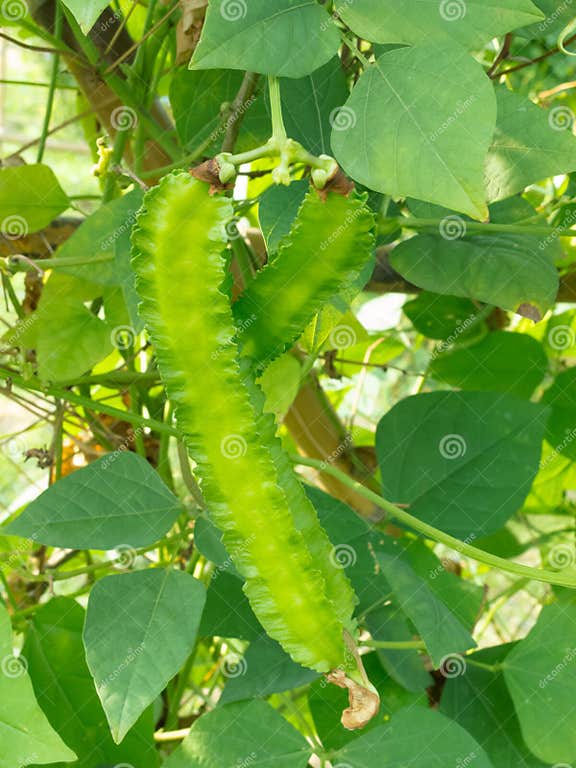 Winged Bean stock photo. Image of seed, young, harvest - 48063654