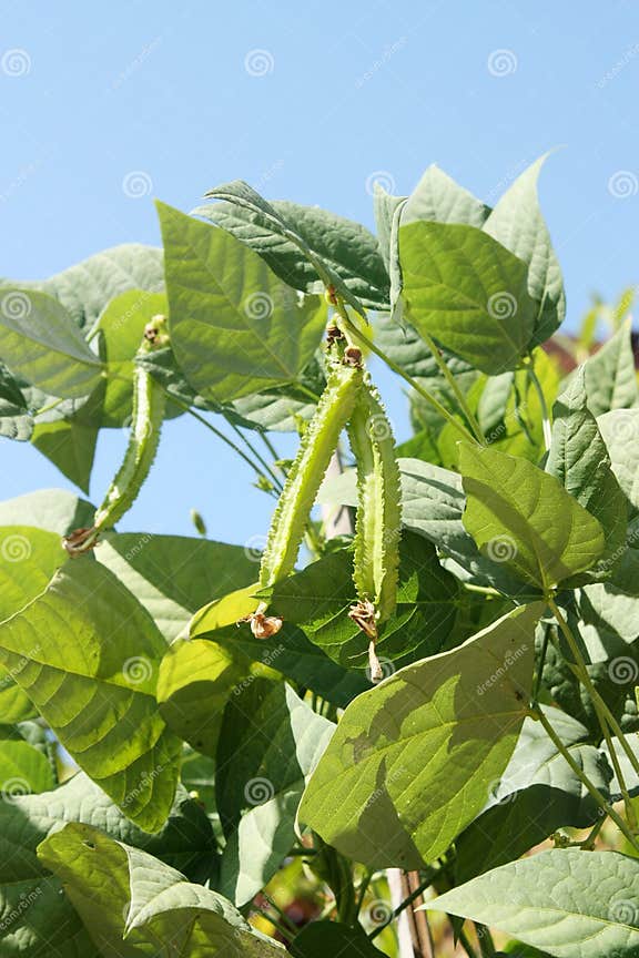 Winged Bean stock image. Image of bean, healthy, plant - 63633157