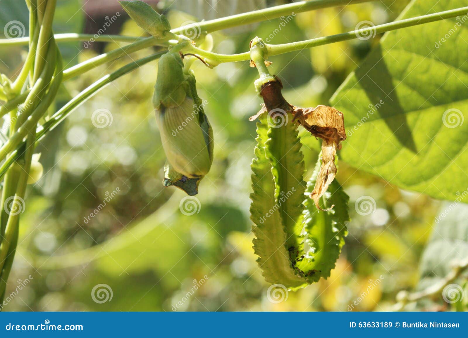 Winged Bean stock image. Image of tetragonolobus, asparagus - 63633189
