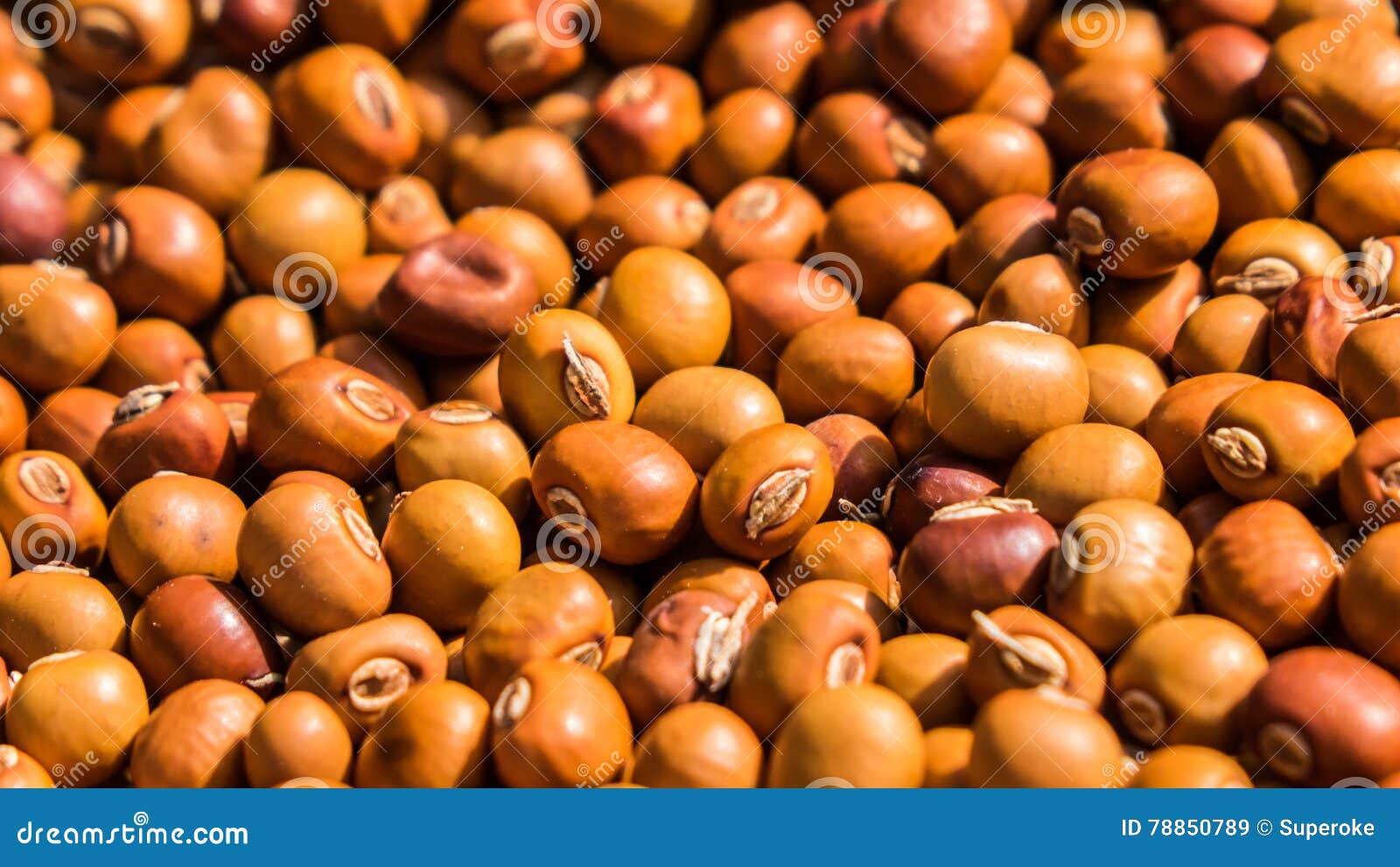 Winged Bean Seed in the Field Stock Image - Image of broad, bean: 78850789