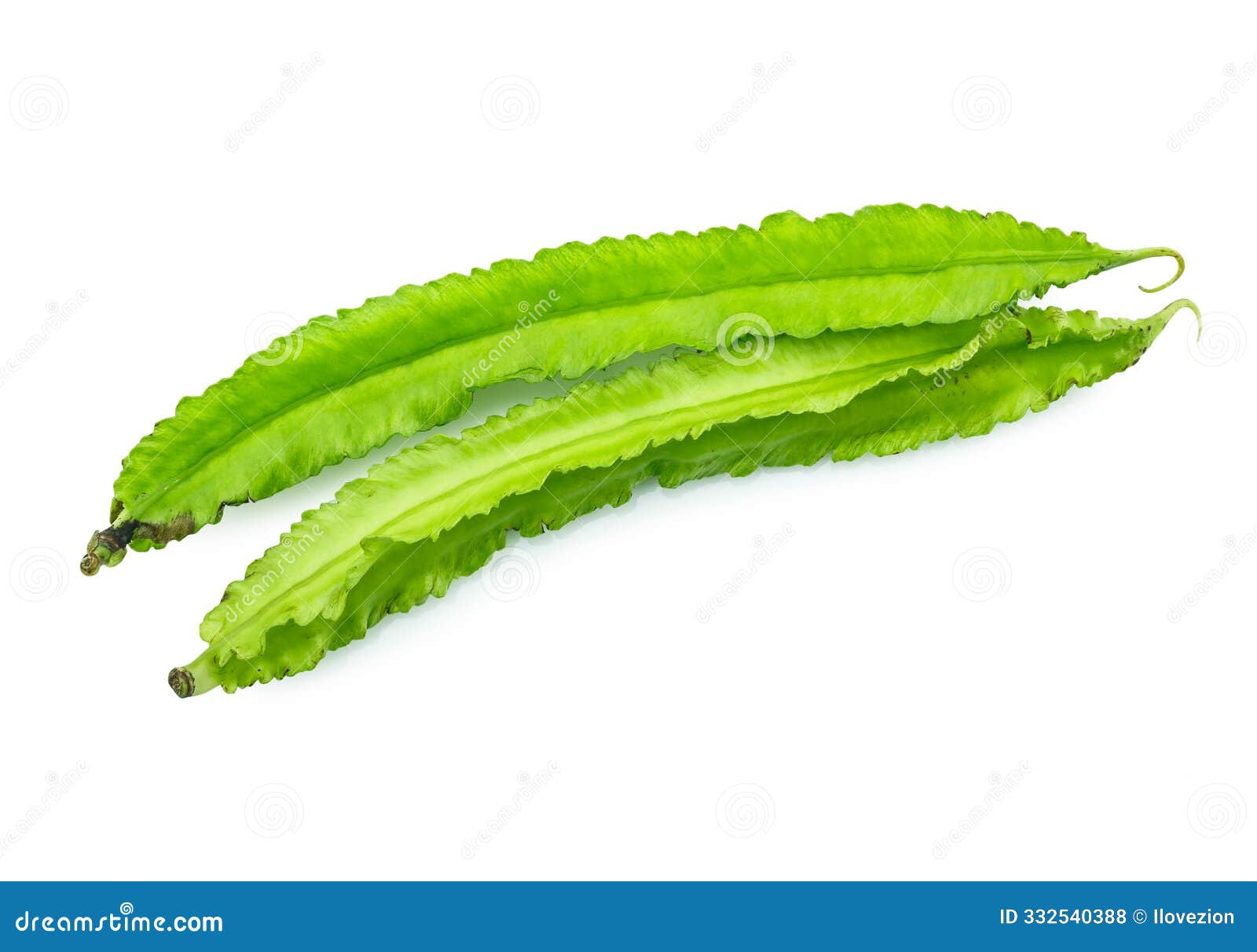 The Winged Bean,with Clipping Path,Winged Beans Contain Carbohydrates ...