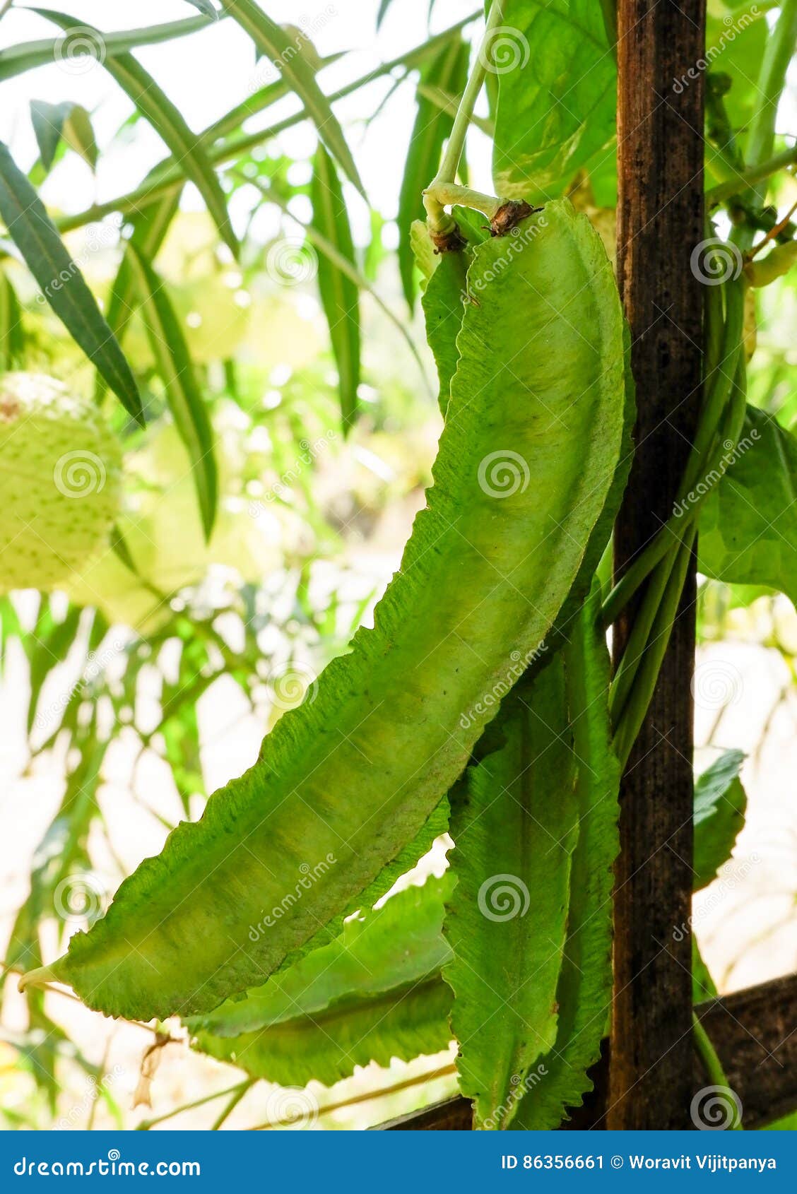 Winged Bean stock image. Image of length, young, tetragonolobus - 86356661