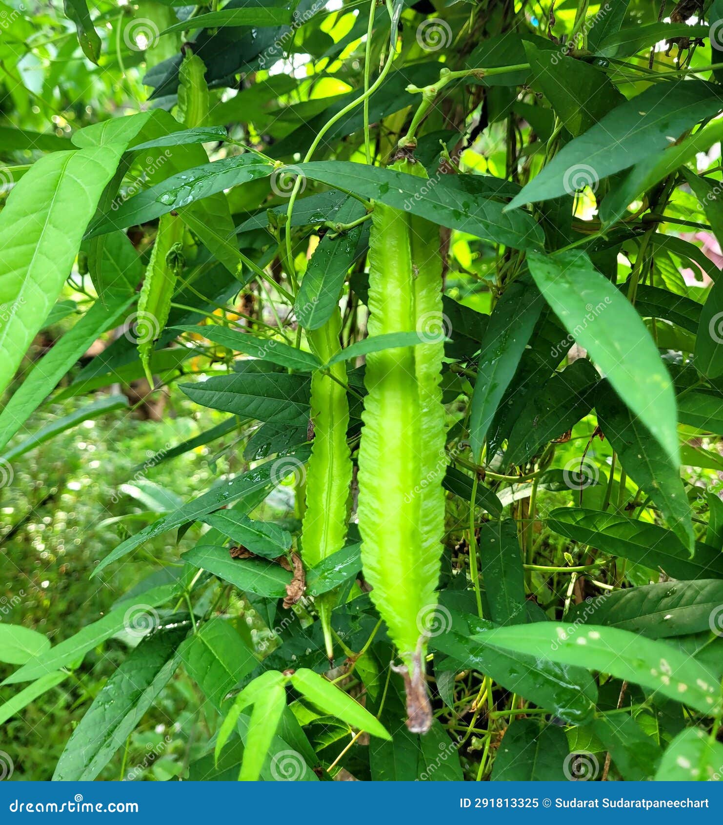 Beans Of A Winged Bean, Psophocarpus Tetragonolobus Royalty-Free Stock ...