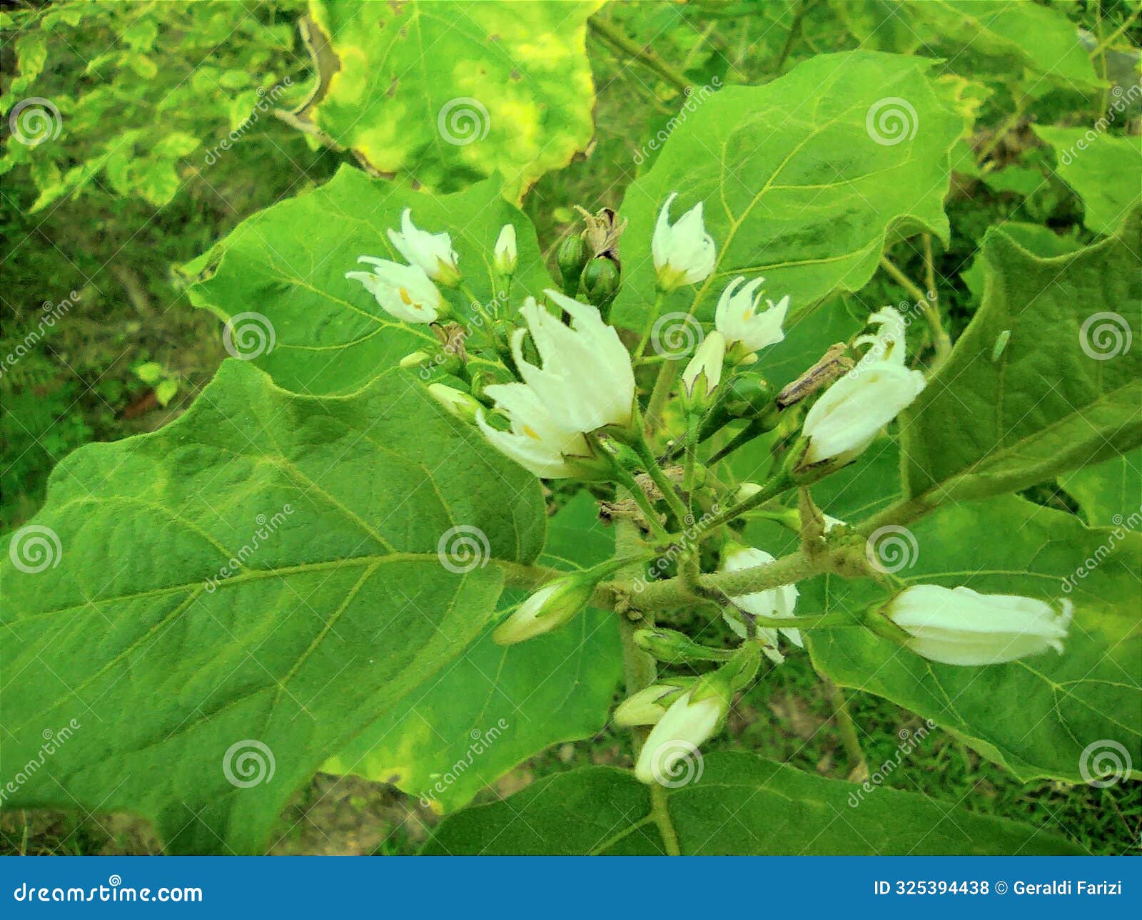 Beans Of A Winged Bean, Psophocarpus Tetragonolobus Royalty-Free Stock ...