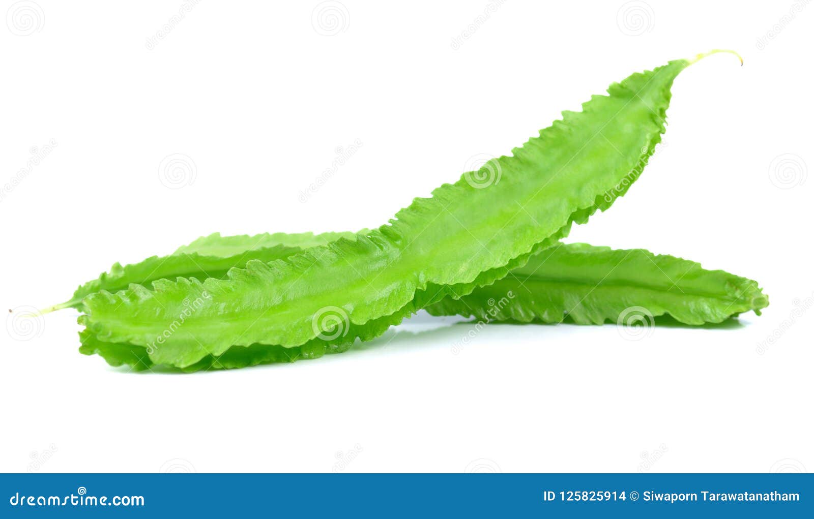 Beans Of A Winged Bean, Psophocarpus Tetragonolobus Royalty-Free Stock ...