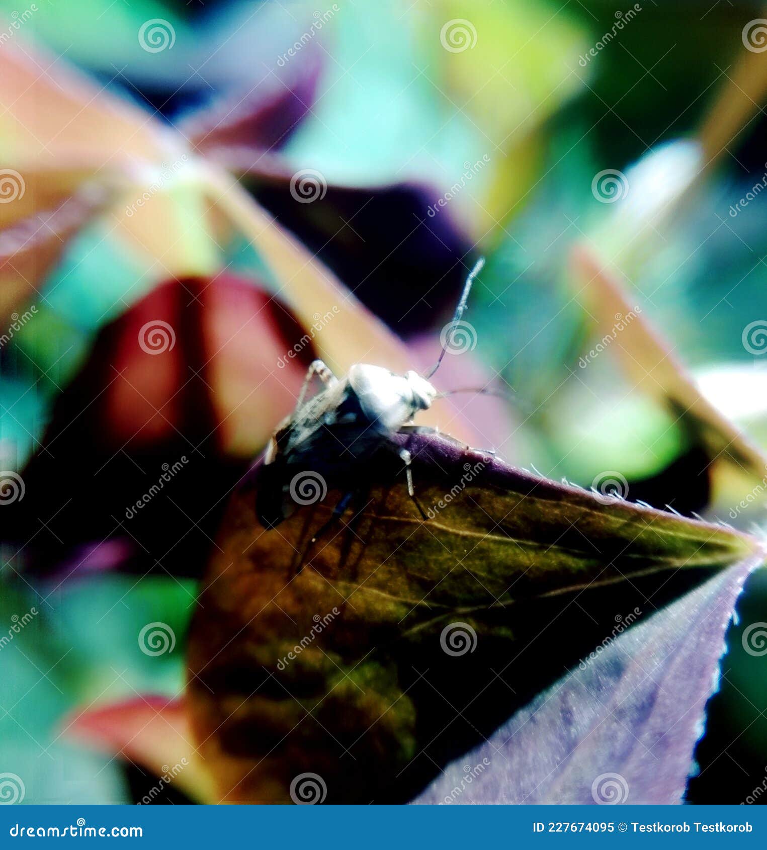 Winged Bug with Large Long Antennae on a Purple Clover Leaf Stock Image ...