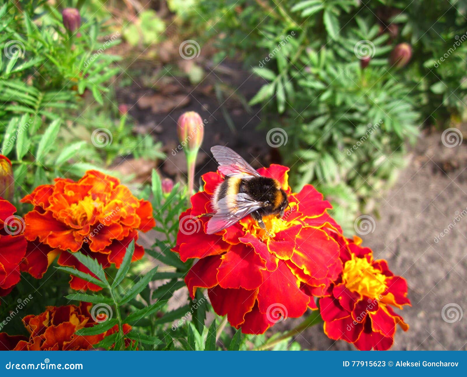 Winged Bumblebee stock image. Image of honeybee, flower - 77915623
